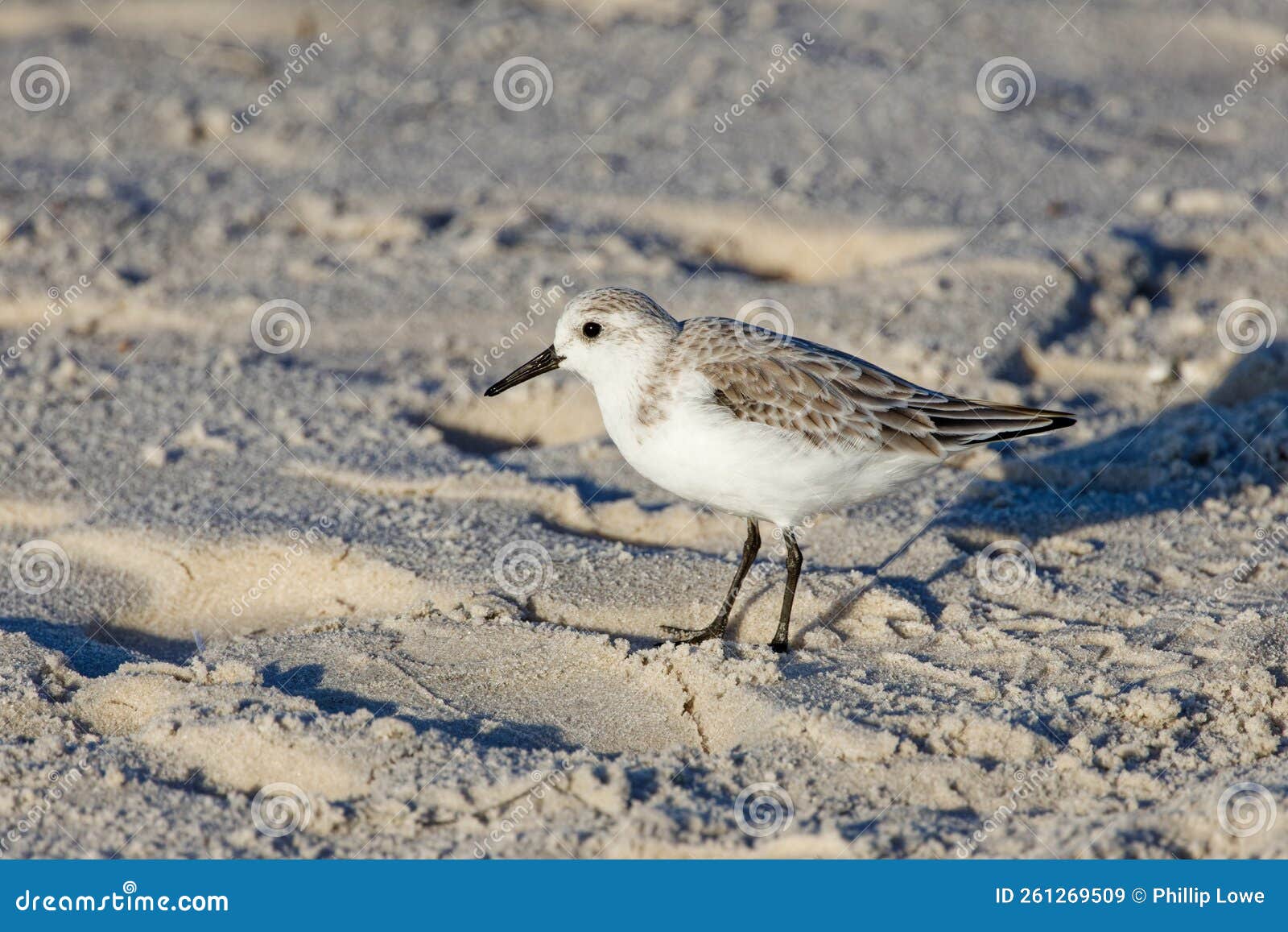 Sanderling, a Small Sandpiper, Searches the Beach for Food. Stock Image ...