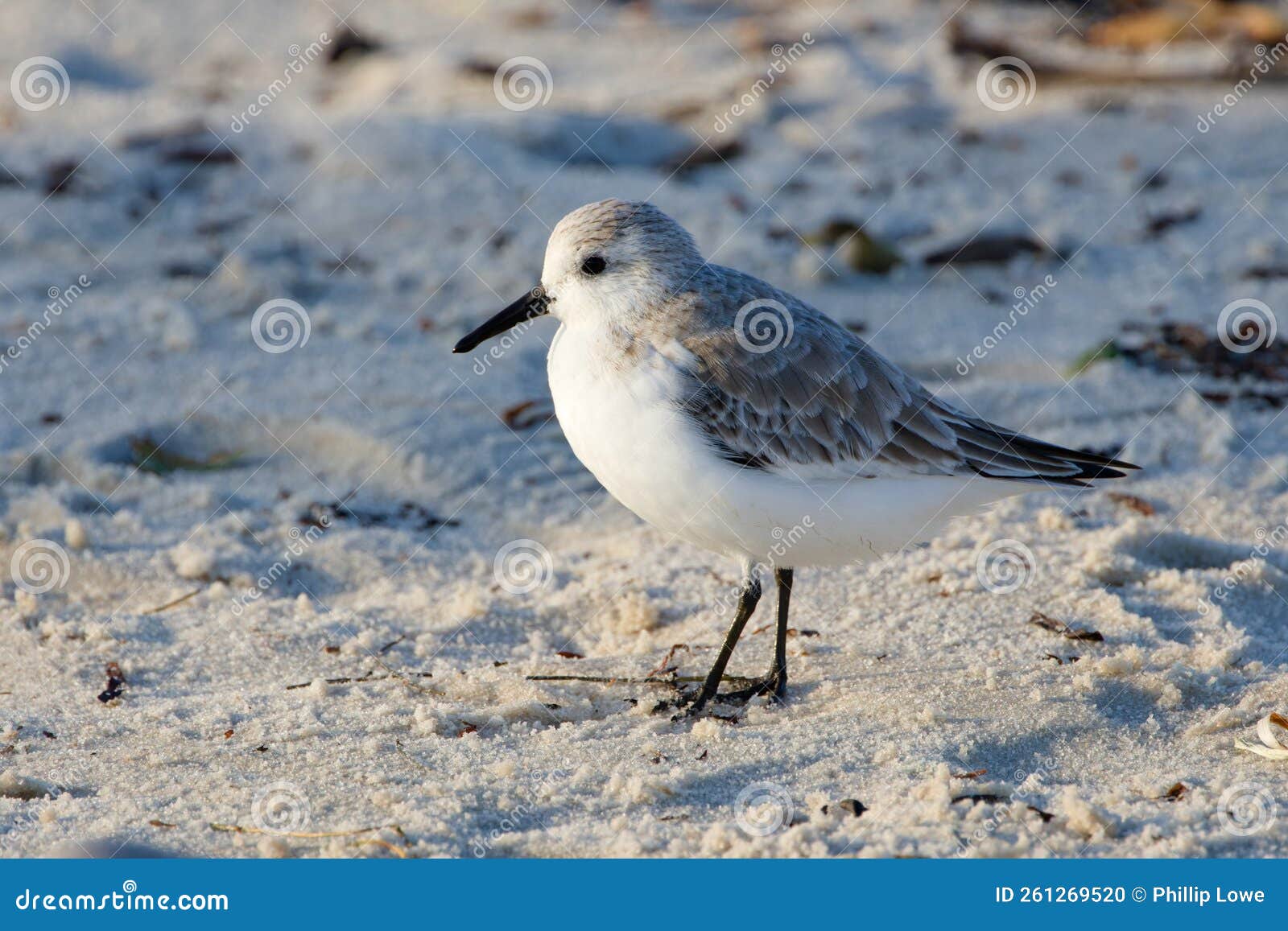 Sanderling, a Small Sandpiper, Searches the Beach for Food. Stock Photo ...