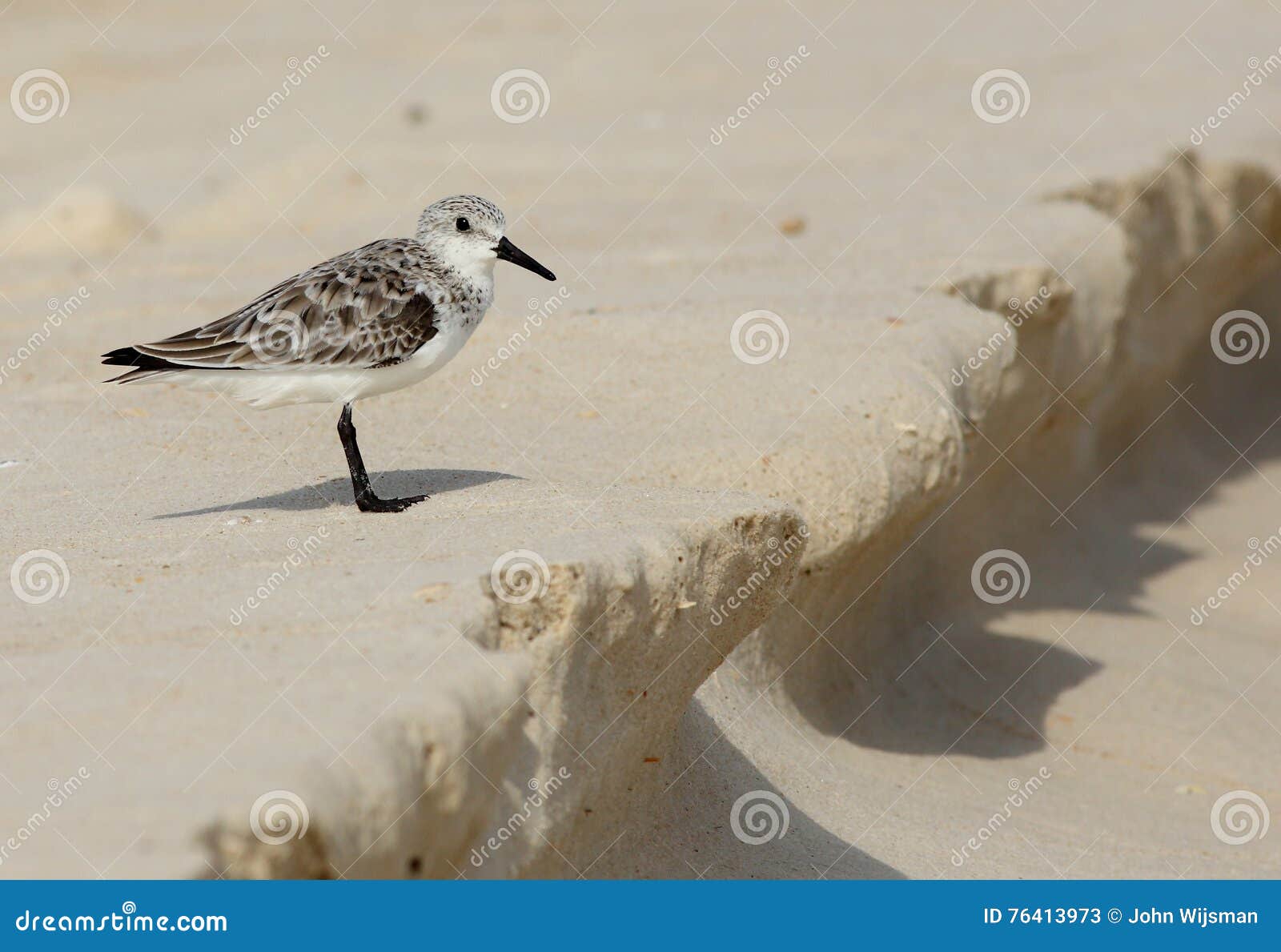 Sanderling Standing on Beach Sand Stock Image - Image of colorful ...