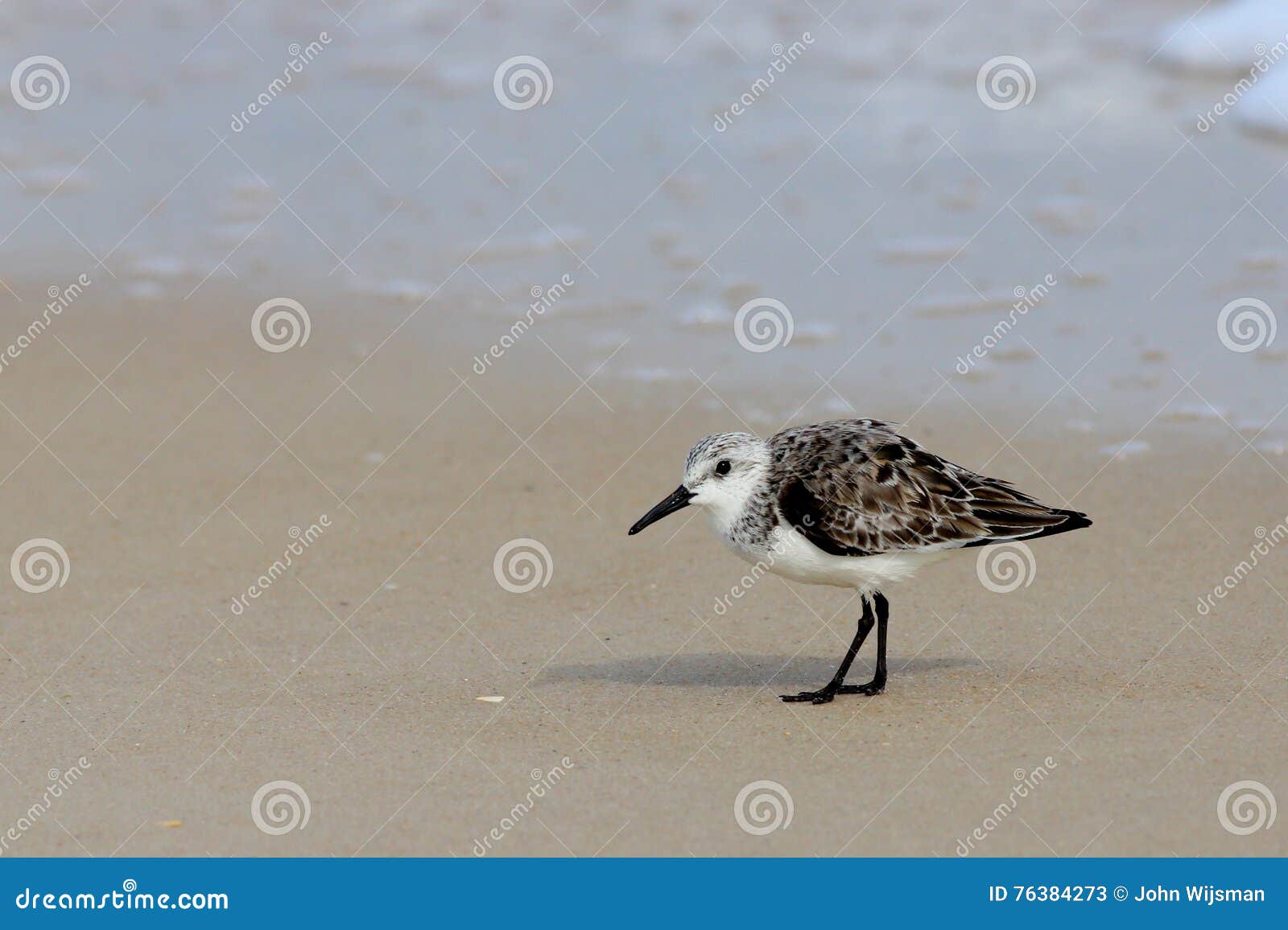 Sanderling Walking on a Beach Stock Image - Image of calidris, surf ...