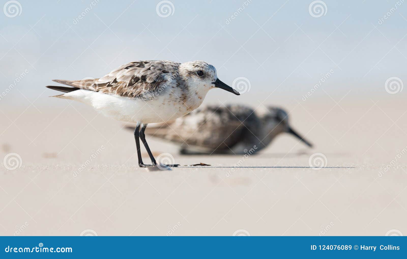 Sanderlings on the beach stock image. Image of bird - 124076089