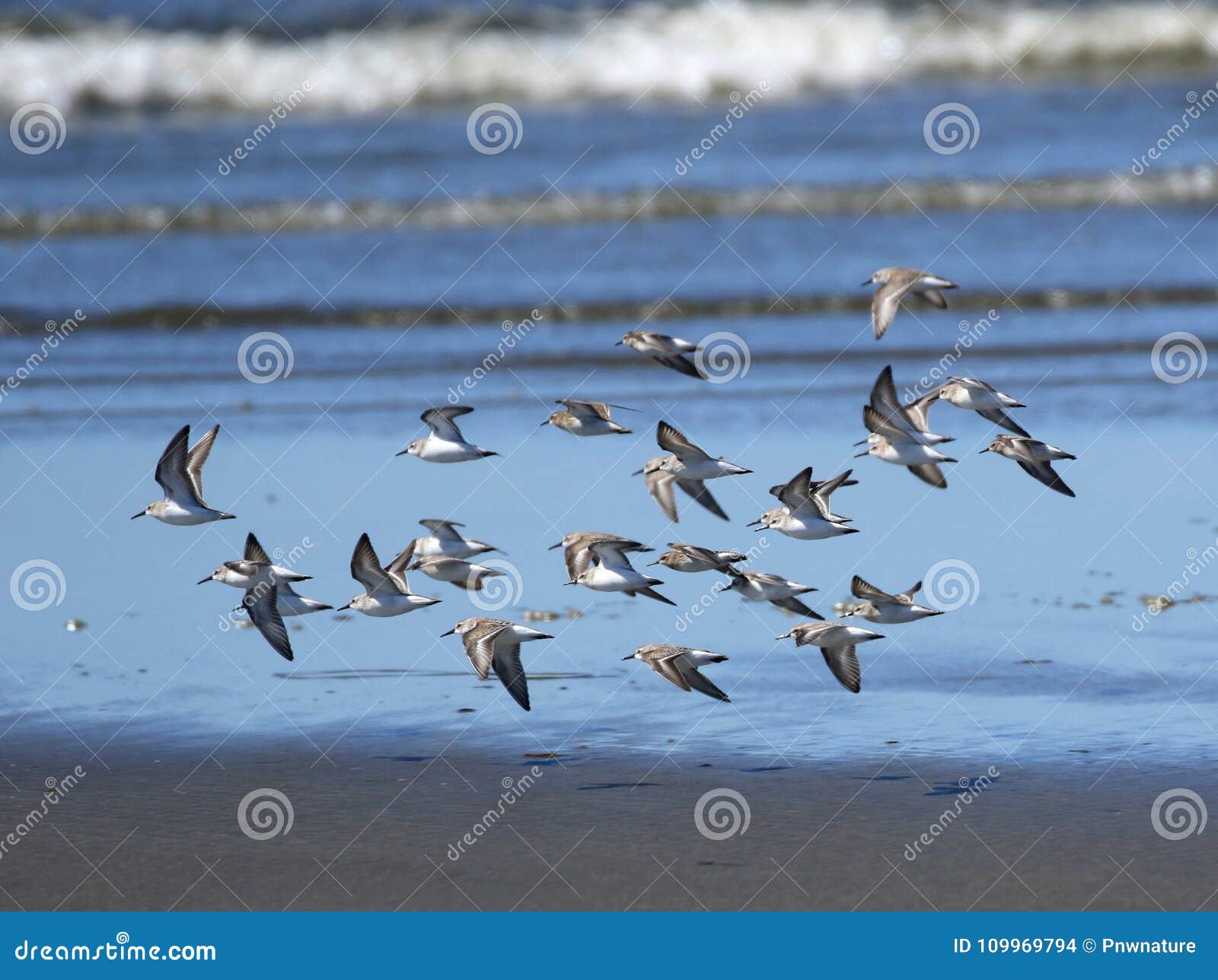 Sanderlings in Flight stock photo. Image of seabird - 109969794