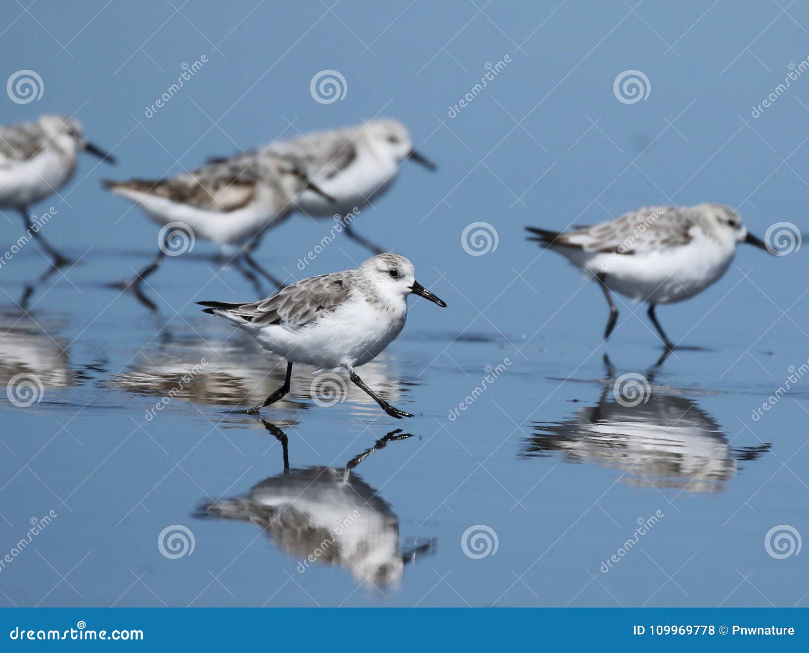 Sanderlings Running stock photo. Image of sanderlings - 109969778