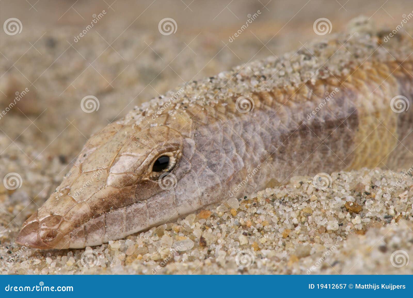 Sandfish stock image. Image of diurnal, libya, lizard - 19412657