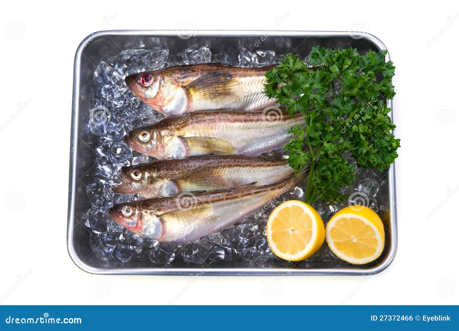 Sandfish de Sailfin foto de archivo. Imagen de aislado - 27372466