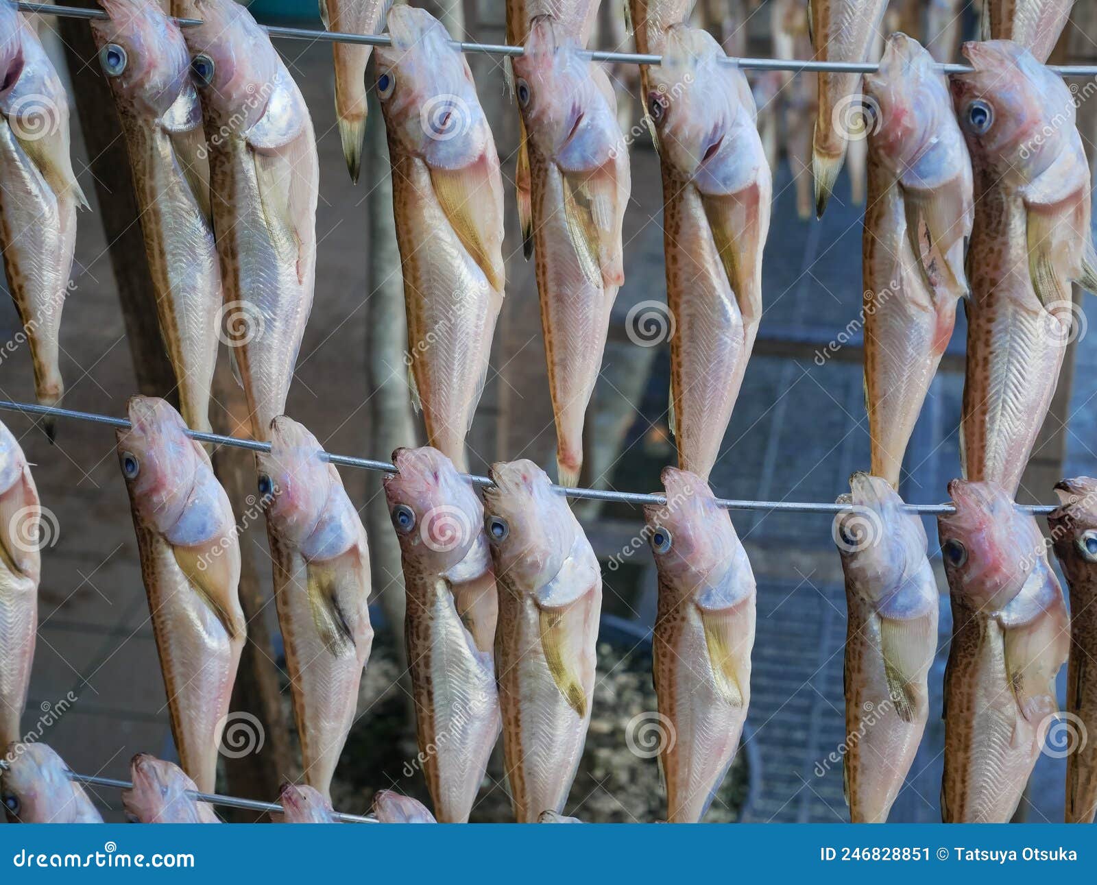 Sandfishes in sun drying. stock image. Image of hang - 246828851