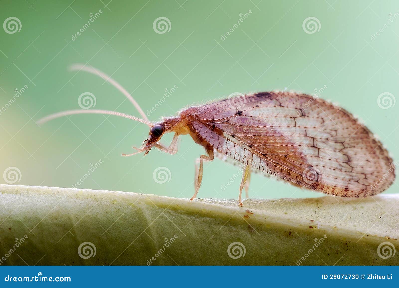 Sandfly or lacewings stock photo. Image of insects, closeup - 28072730