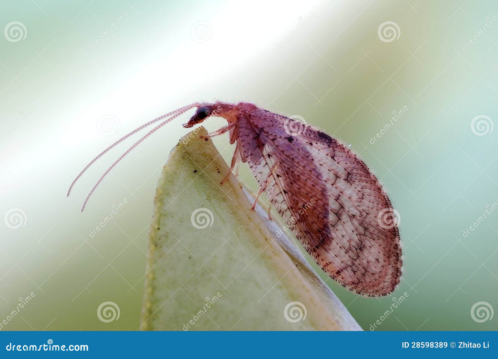 Sandfly or lacewings stock image. Image of animal, compound - 28598389
