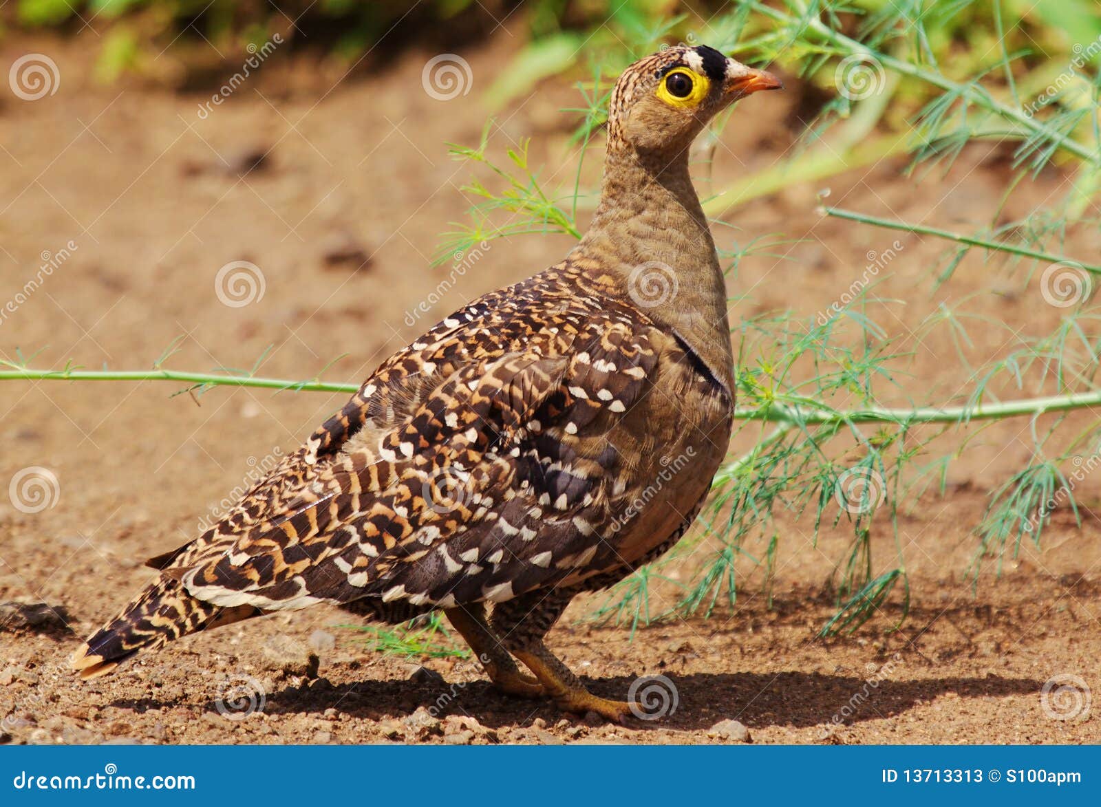 Sandgrouse stock image. Image of beak, bird, feathers - 13713313
