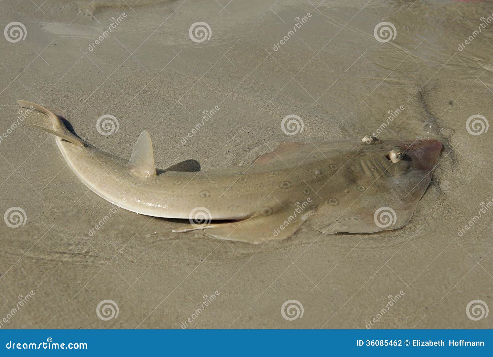Sandhai stockfoto. Bild von fische, haifisch, tiger, haifische - 36085462
