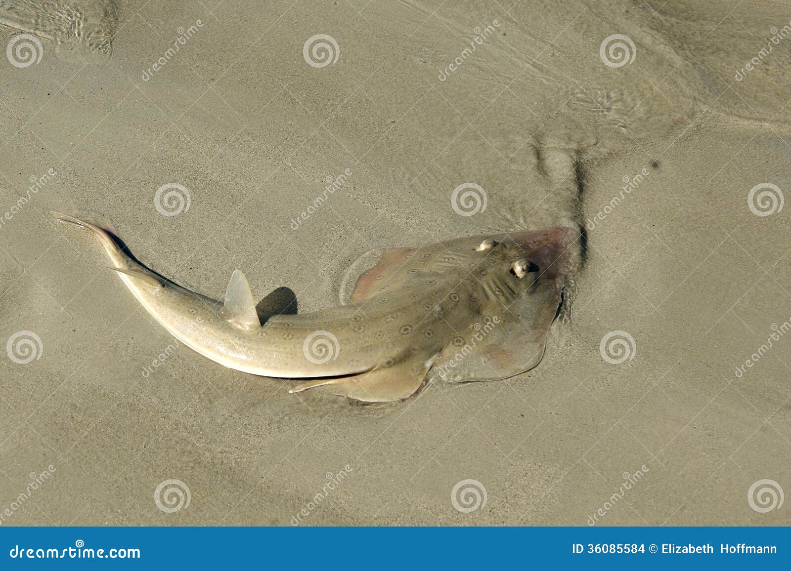 Sandhai Stockbilder - Bild: 36085584