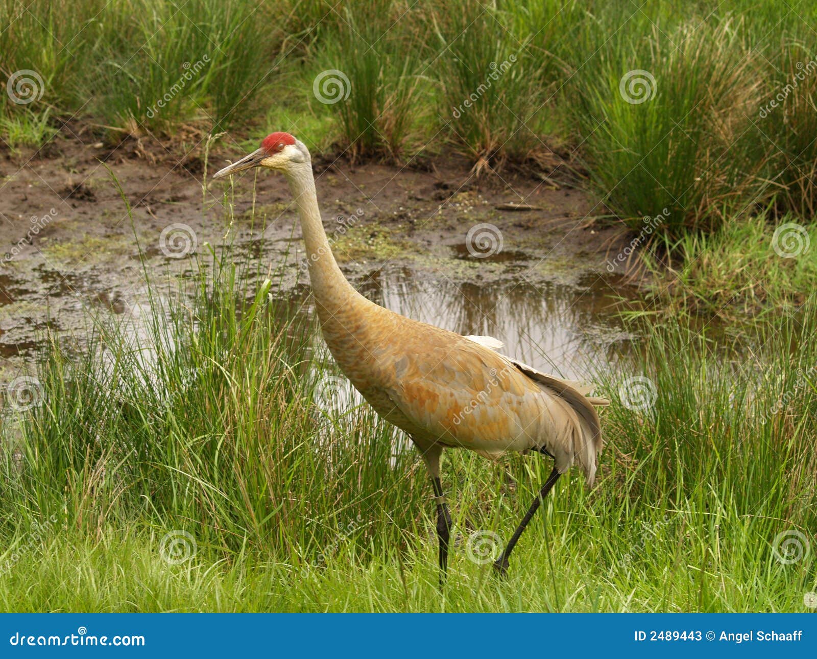 Sandhill Crane With Wings Spread Doing A Mating Dance In Wausau, Wi ...