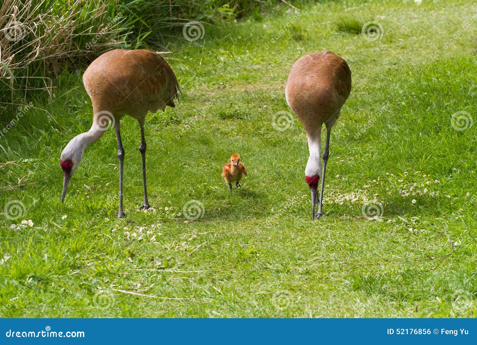 Sandhill Crane and Baby Chick Stock Photo - Image of nature, chick ...