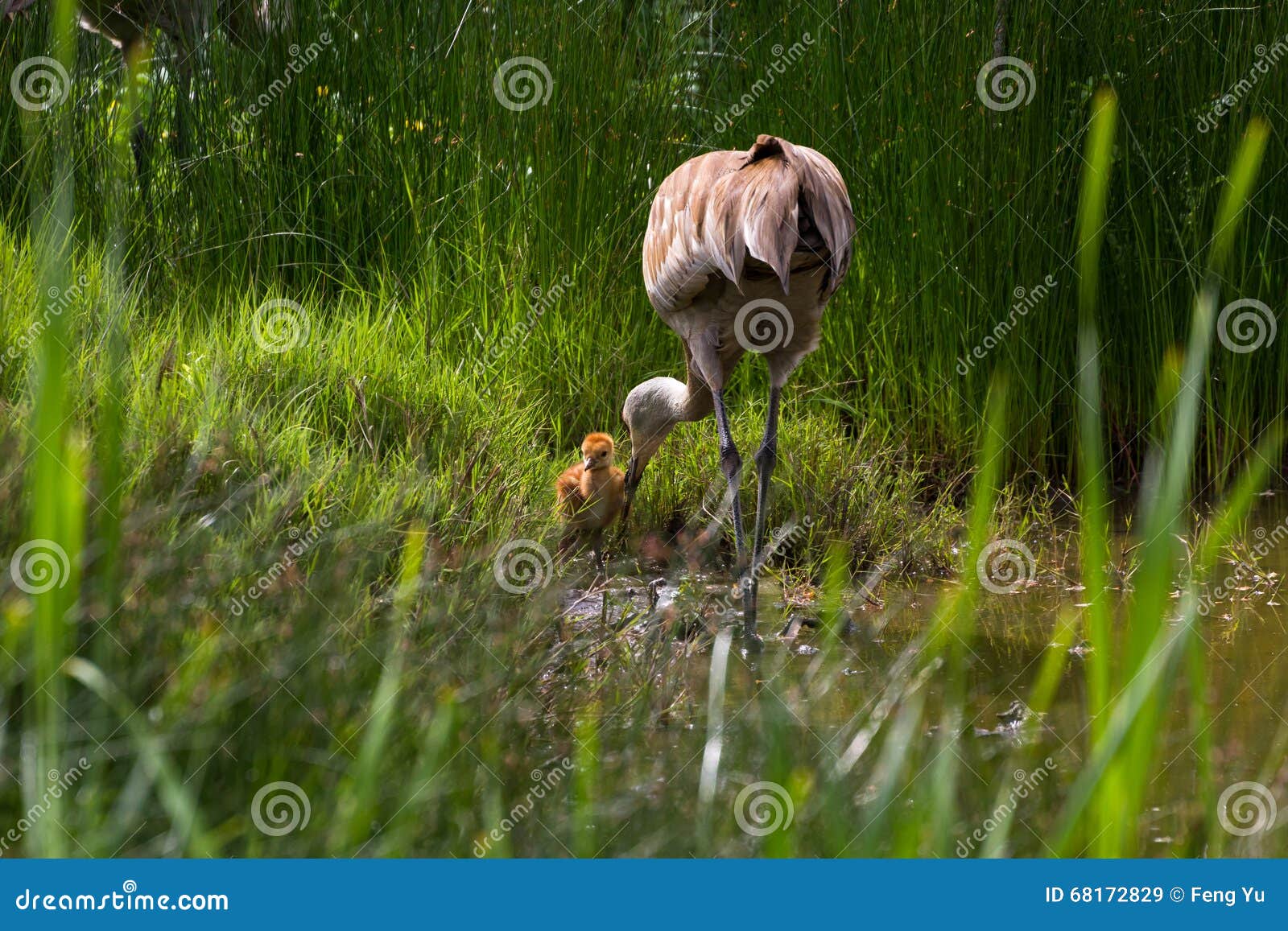 Sandhill Crane and Baby Chick Stock Image - Image of bird, wildlife ...
