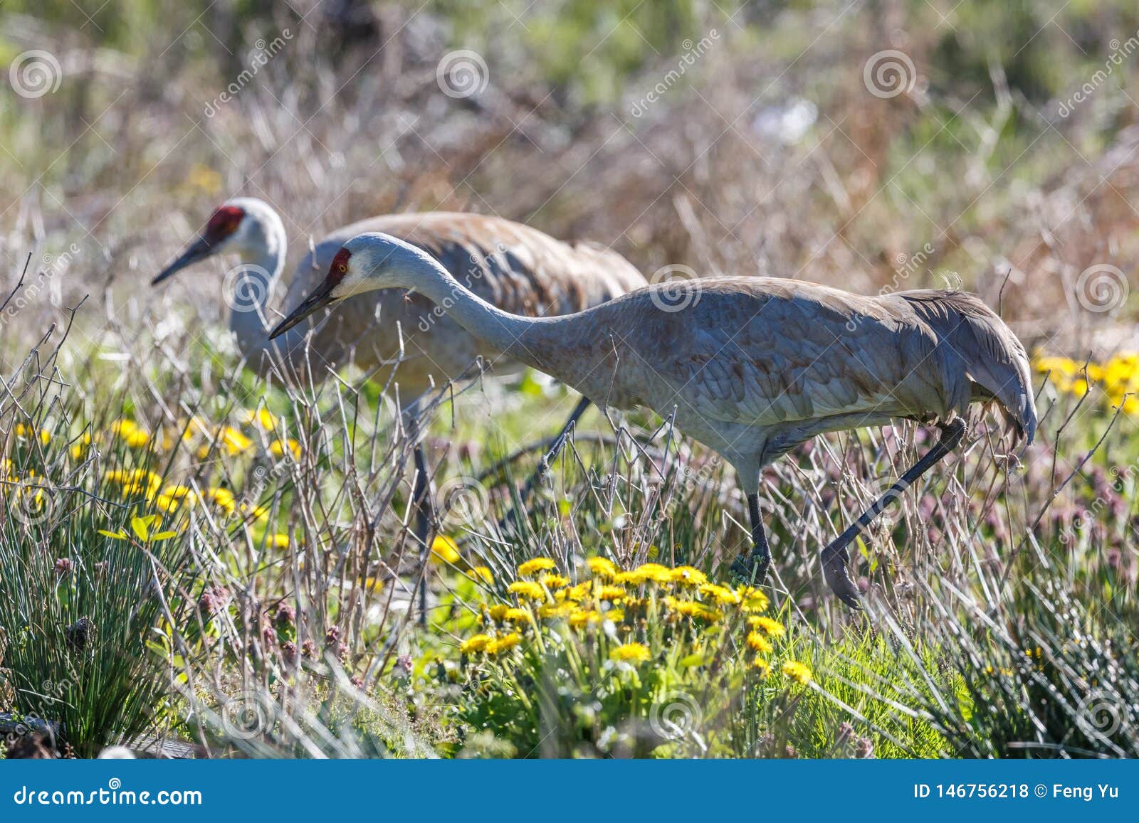 Sandhill crane bird stock photo. Image of wildlife, burnaby - 146756218