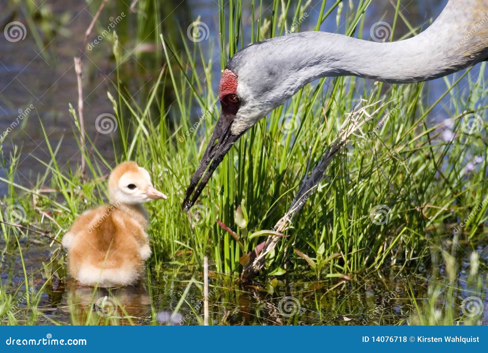 476 Sandhill Crane Chick Stock Photos - Free & Royalty-Free Stock ...