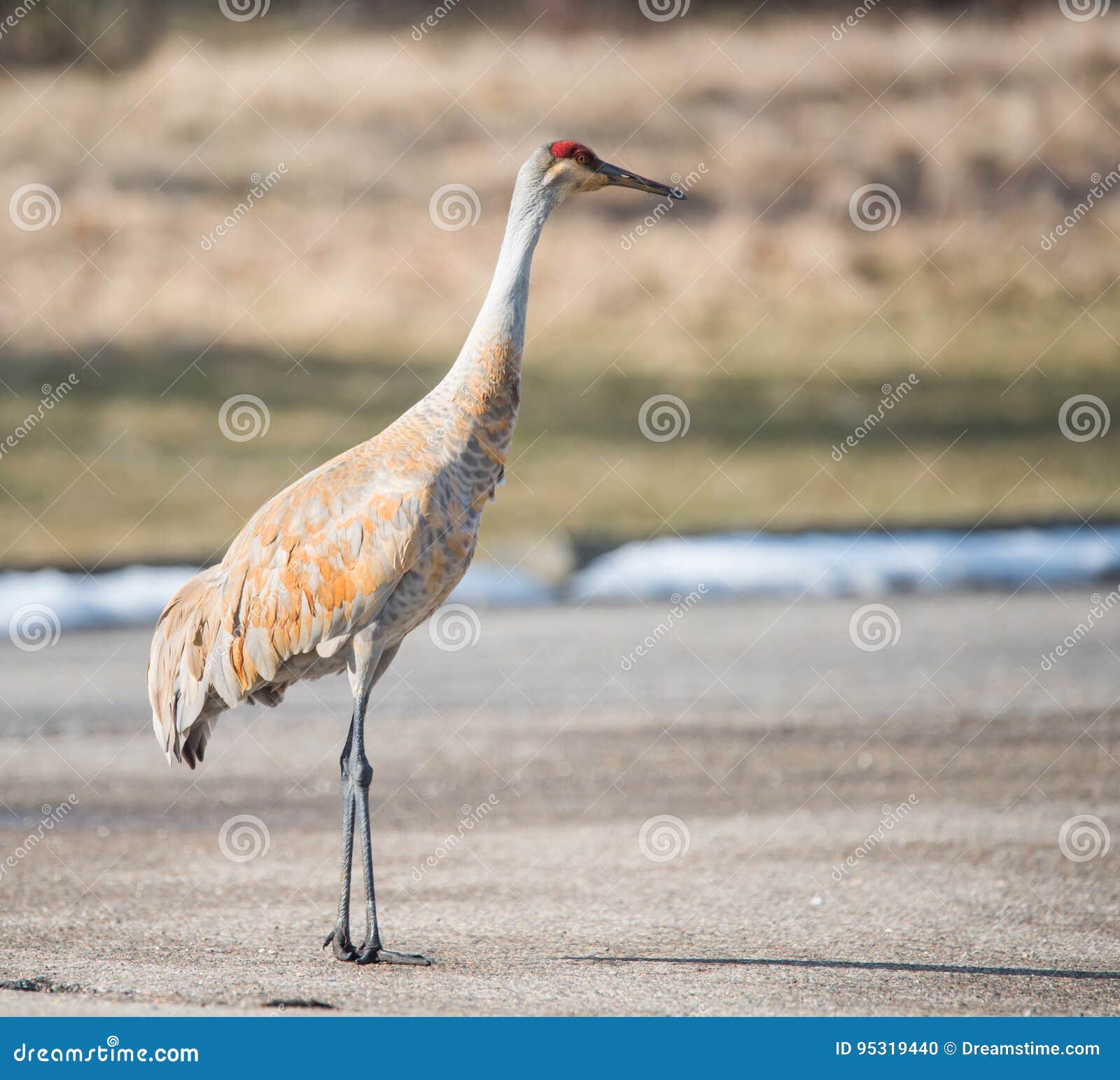 Sandhill Crane stock photo. Image of iron, profile, standing - 95319440