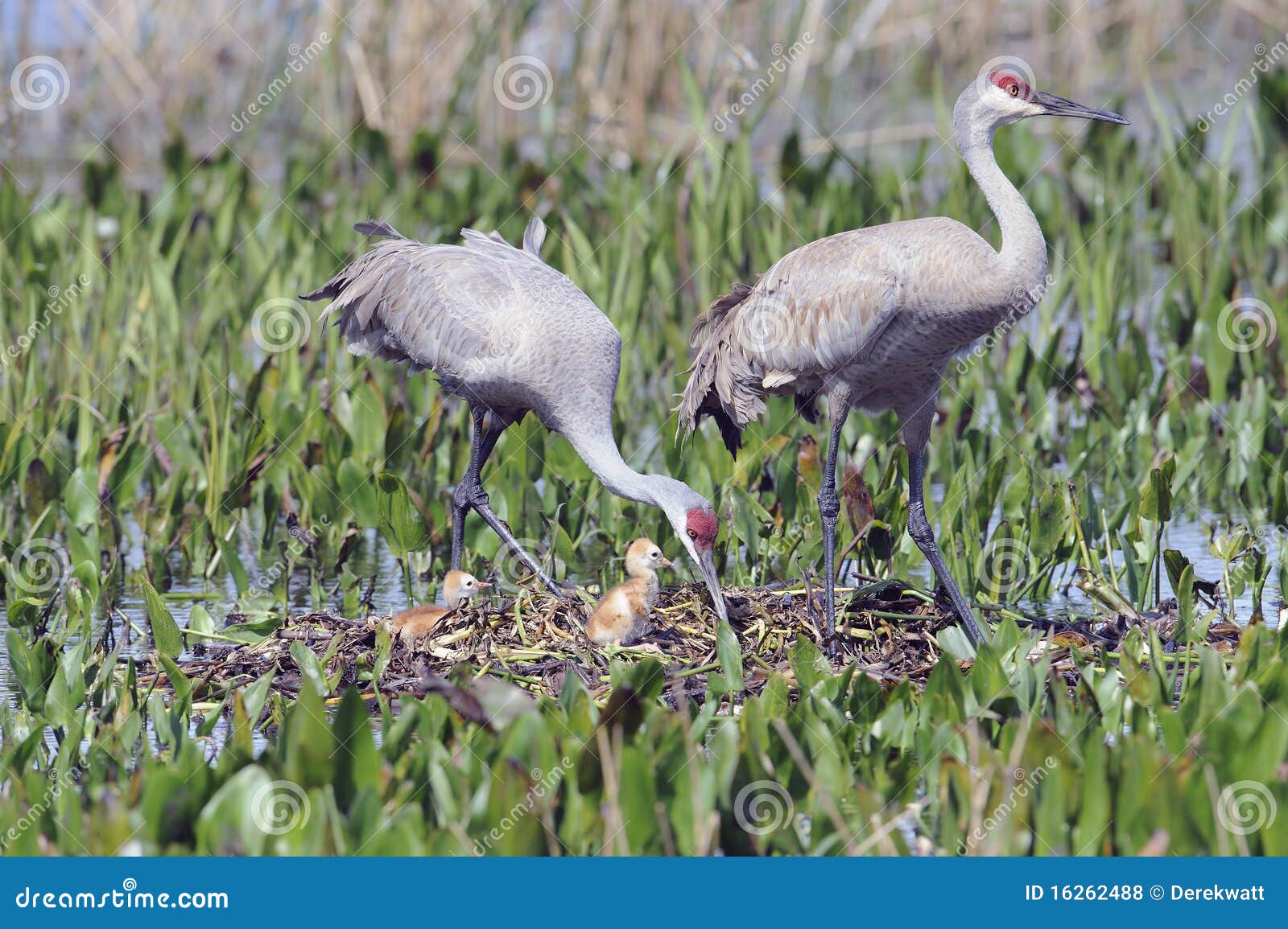 Sandhill crane family stock photo. Image of nest, springtime - 16262488