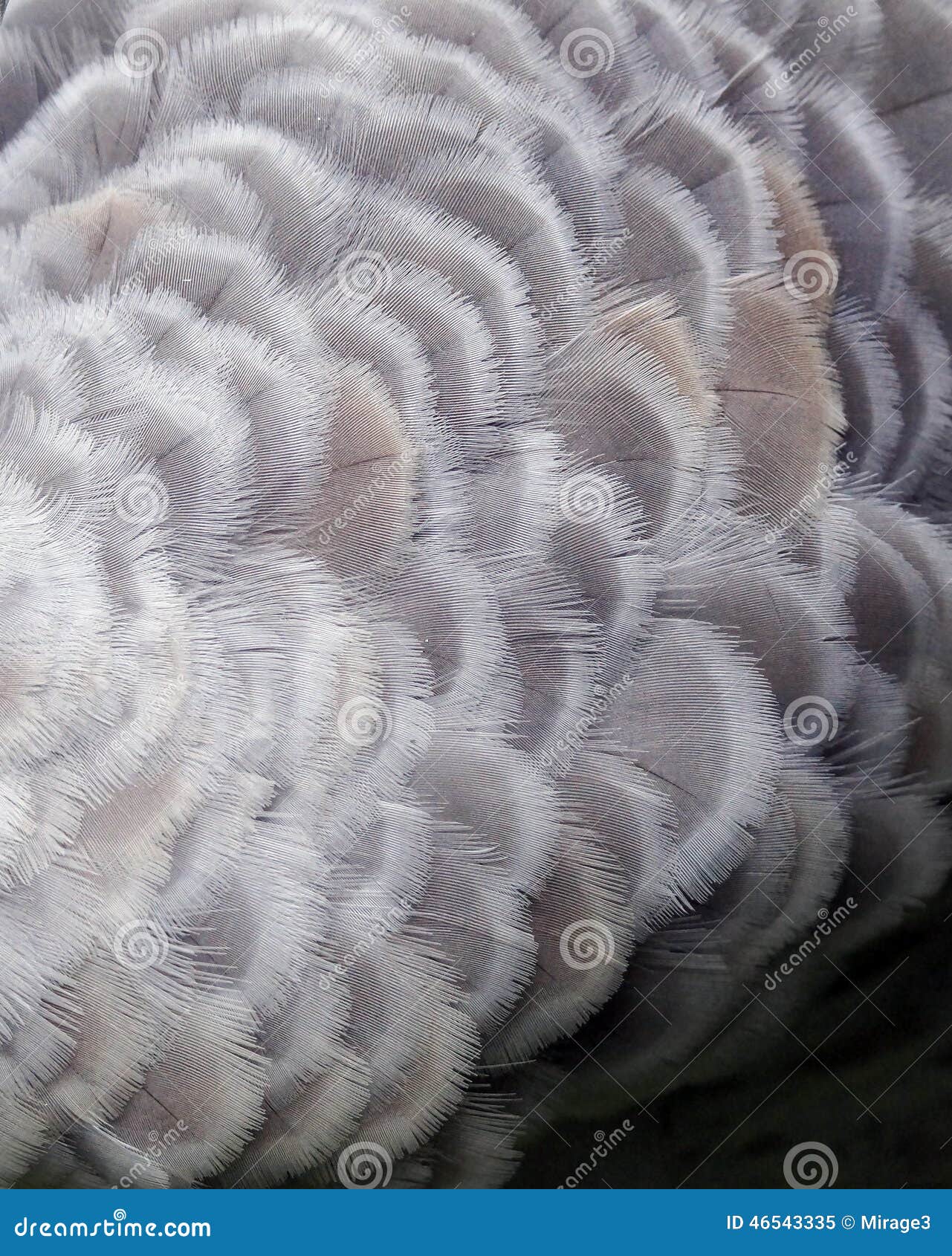 Sandhill Crane Feather Background Stock Image - Image of white, body ...