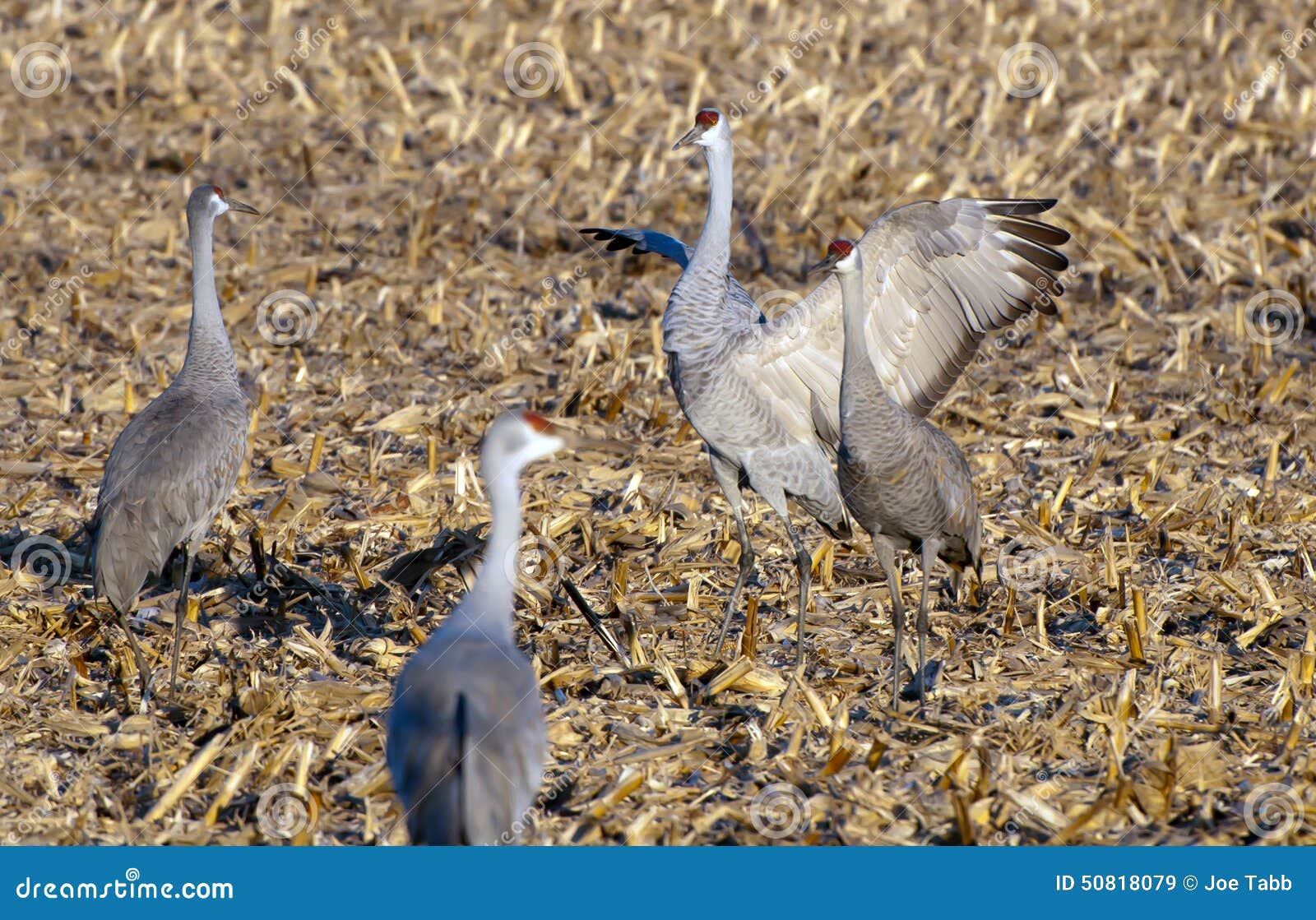 Sandhill crane flapping stock image. Image of migrate - 50818079