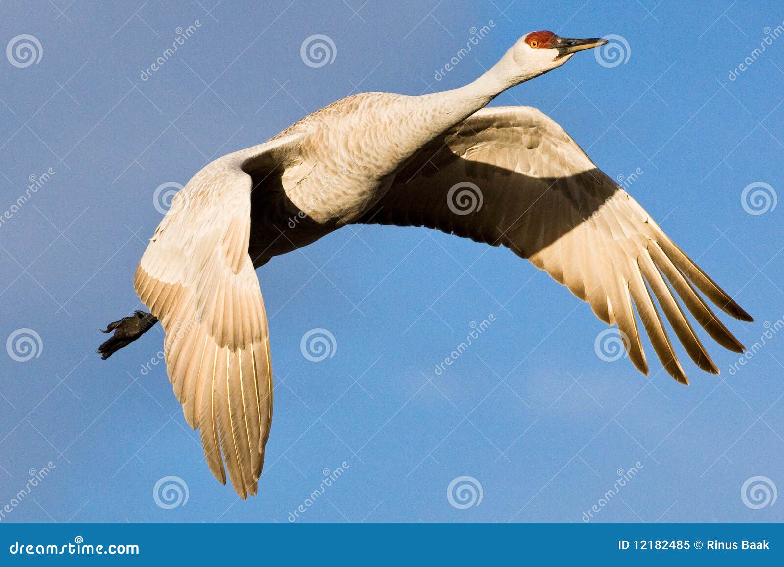 Sandhill Crane in Flight stock image. Image of crane - 12182485