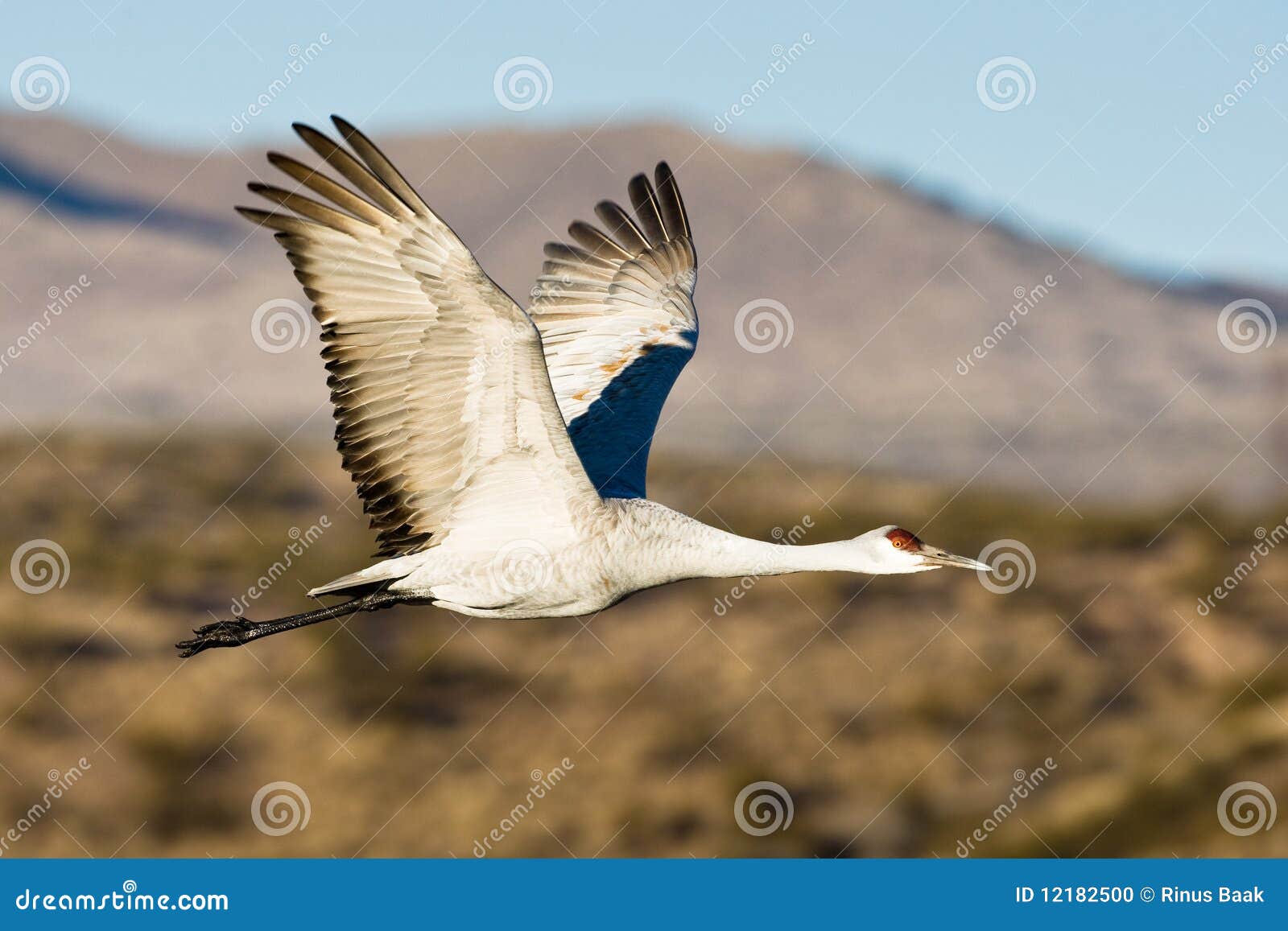 Sandhill Crane in Flight stock photo. Image of hill, cranes - 12182500