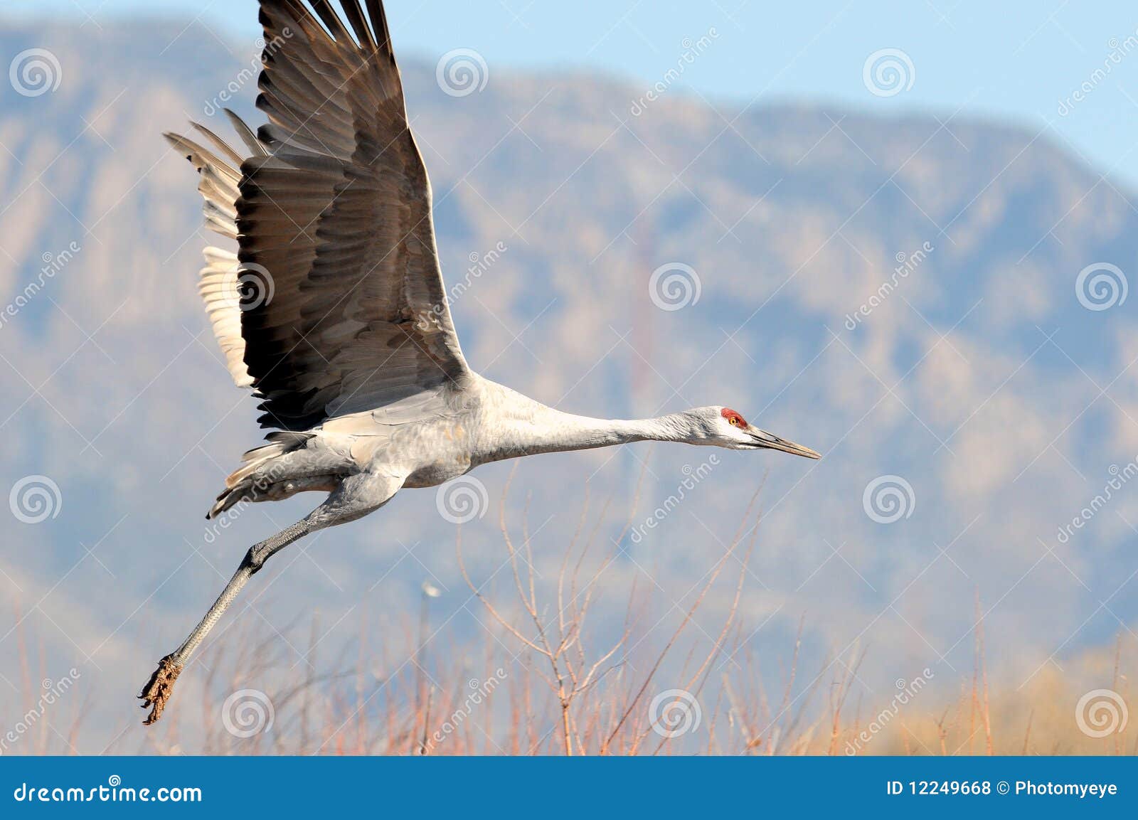 Sandhill Crane in flight stock photo. Image of profile - 12249668