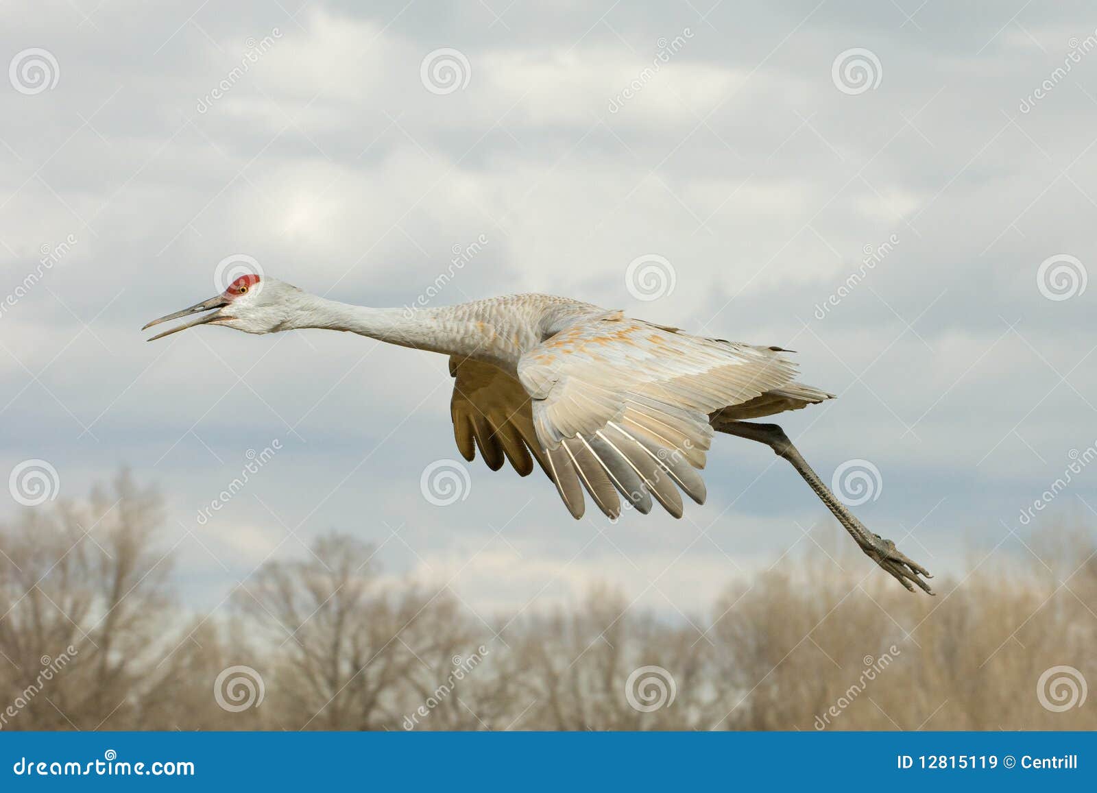 Sandhill Crane in Flight stock image. Image of color - 12815119