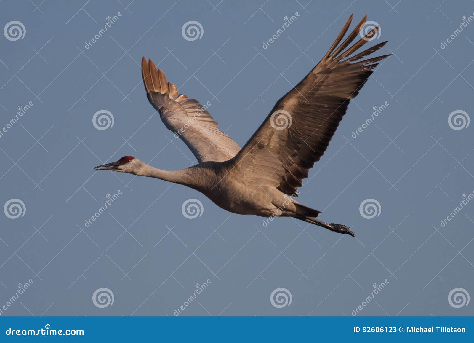 Sandhill Crane in Flight stock image. Image of blue, platte - 82606123