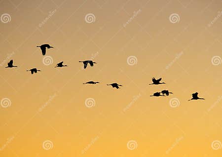 Sandhill Crane Flight Pattern Stock Image - Image of animals, mexico ...