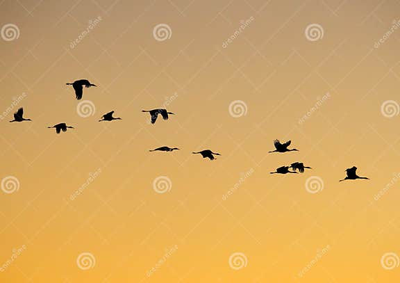 Sandhill Crane Flight Pattern Stock Image - Image of animals, mexico ...