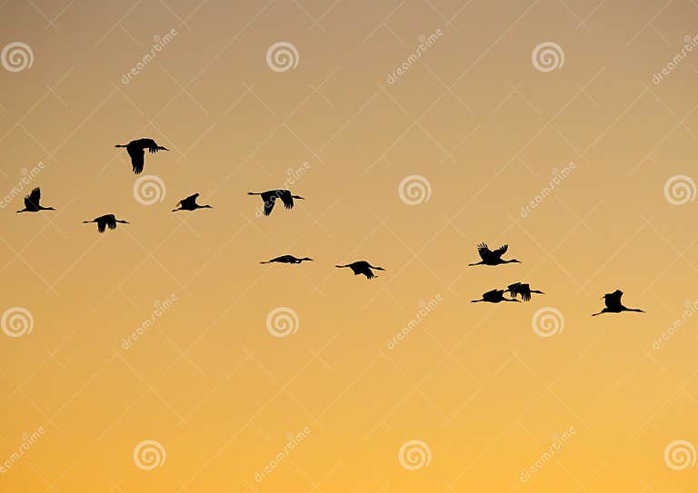 Sandhill Crane Flight Pattern Stock Image - Image of animals, mexico ...