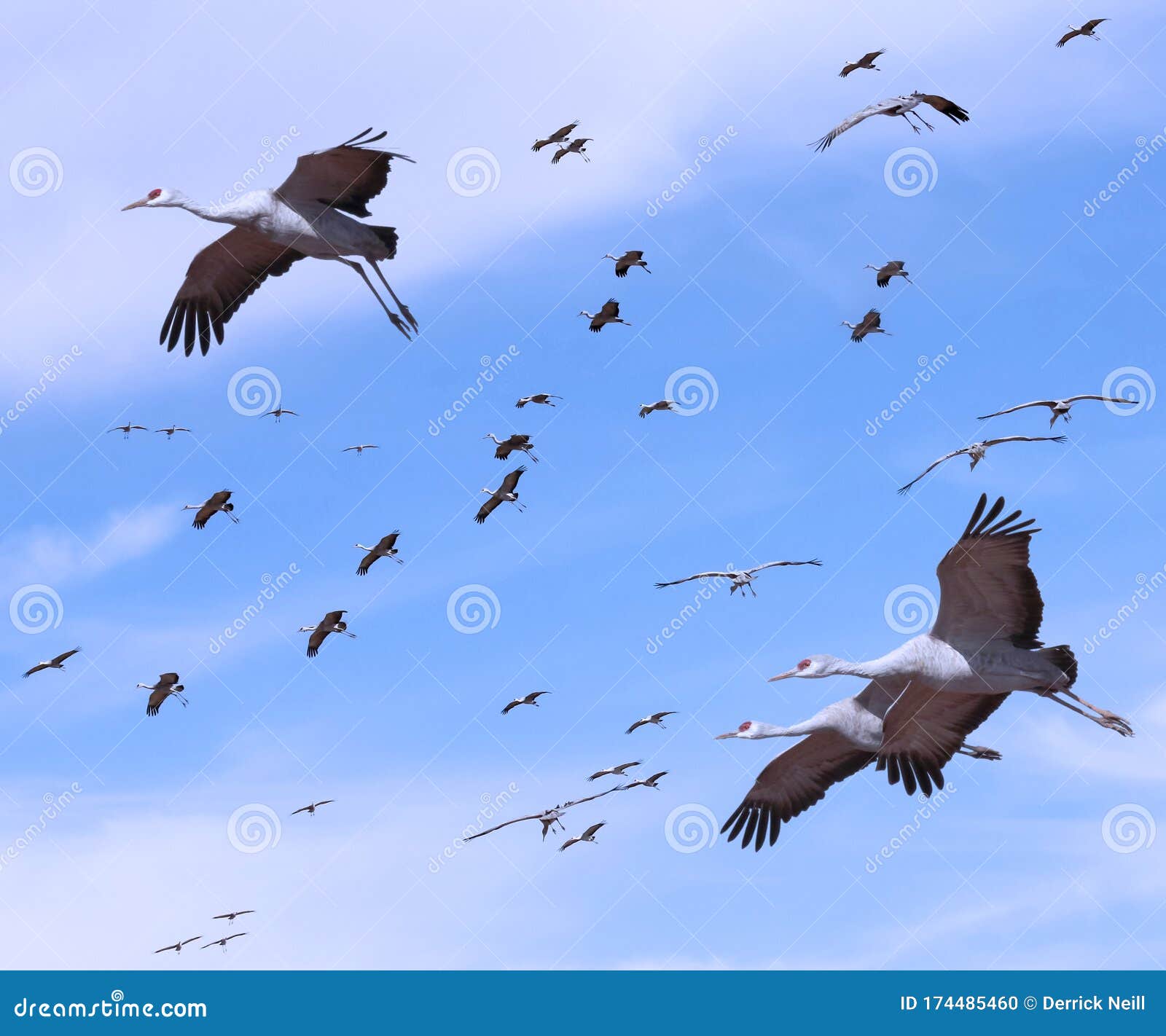 A Sandhill Crane Flock in the Pale Blue Stock Photo - Image of outdoor ...