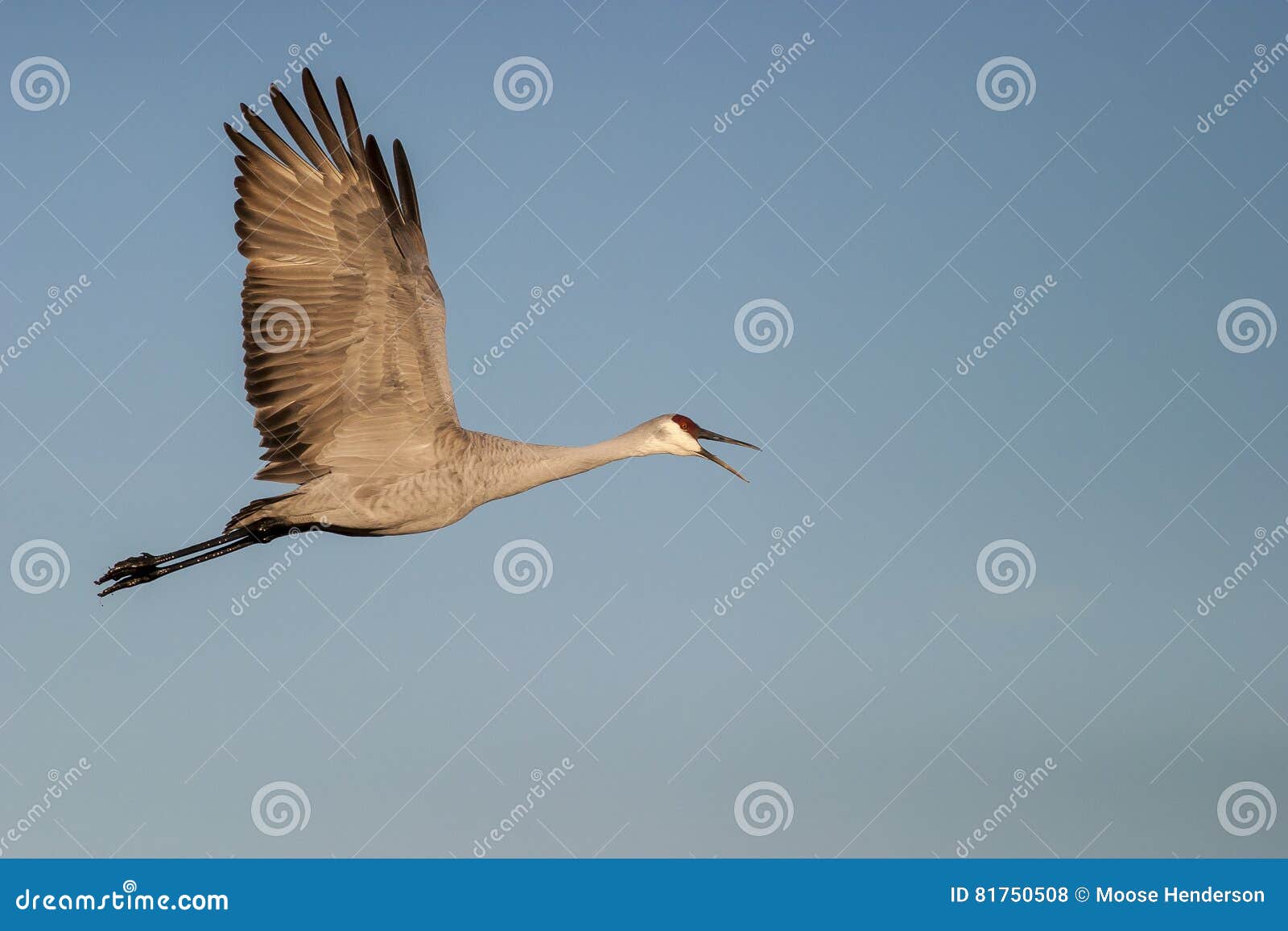 Sandhill Crane Flying with Open Beak with Blue Sky Background Stock ...