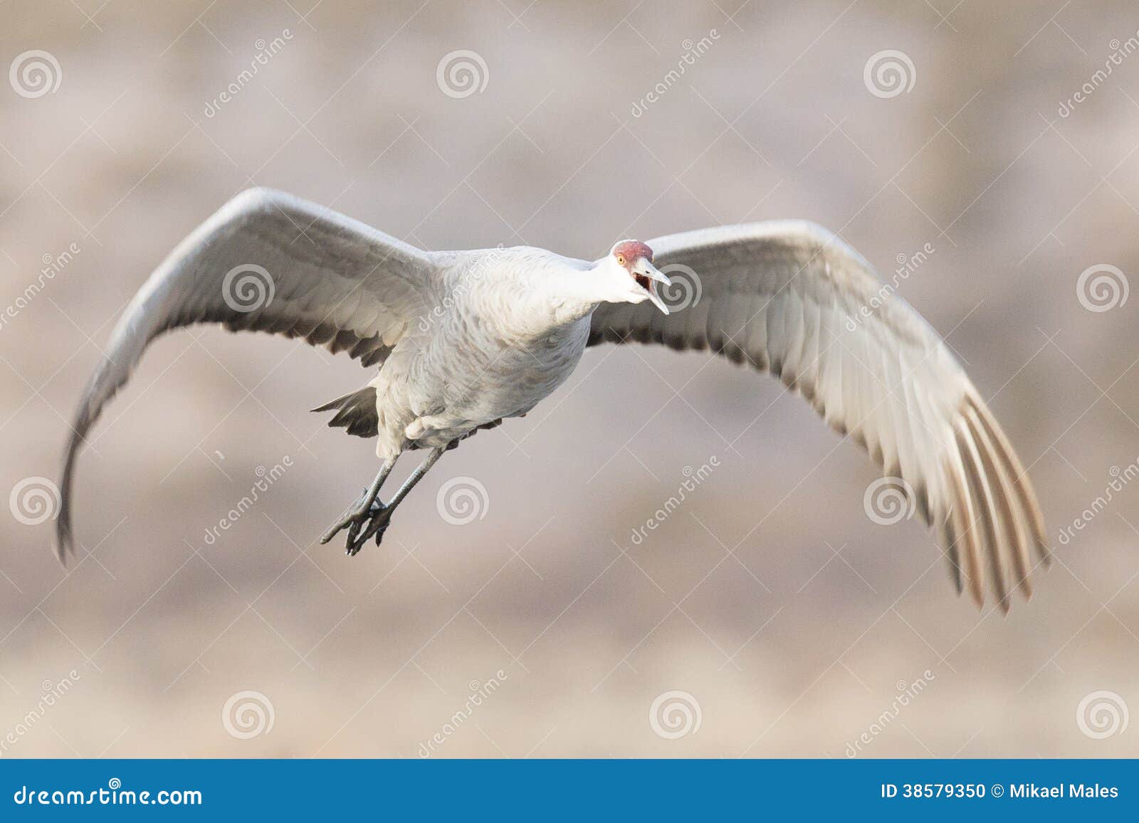Sandhill Crane Flying Over Pond Stock Photo - Image of grus, males ...
