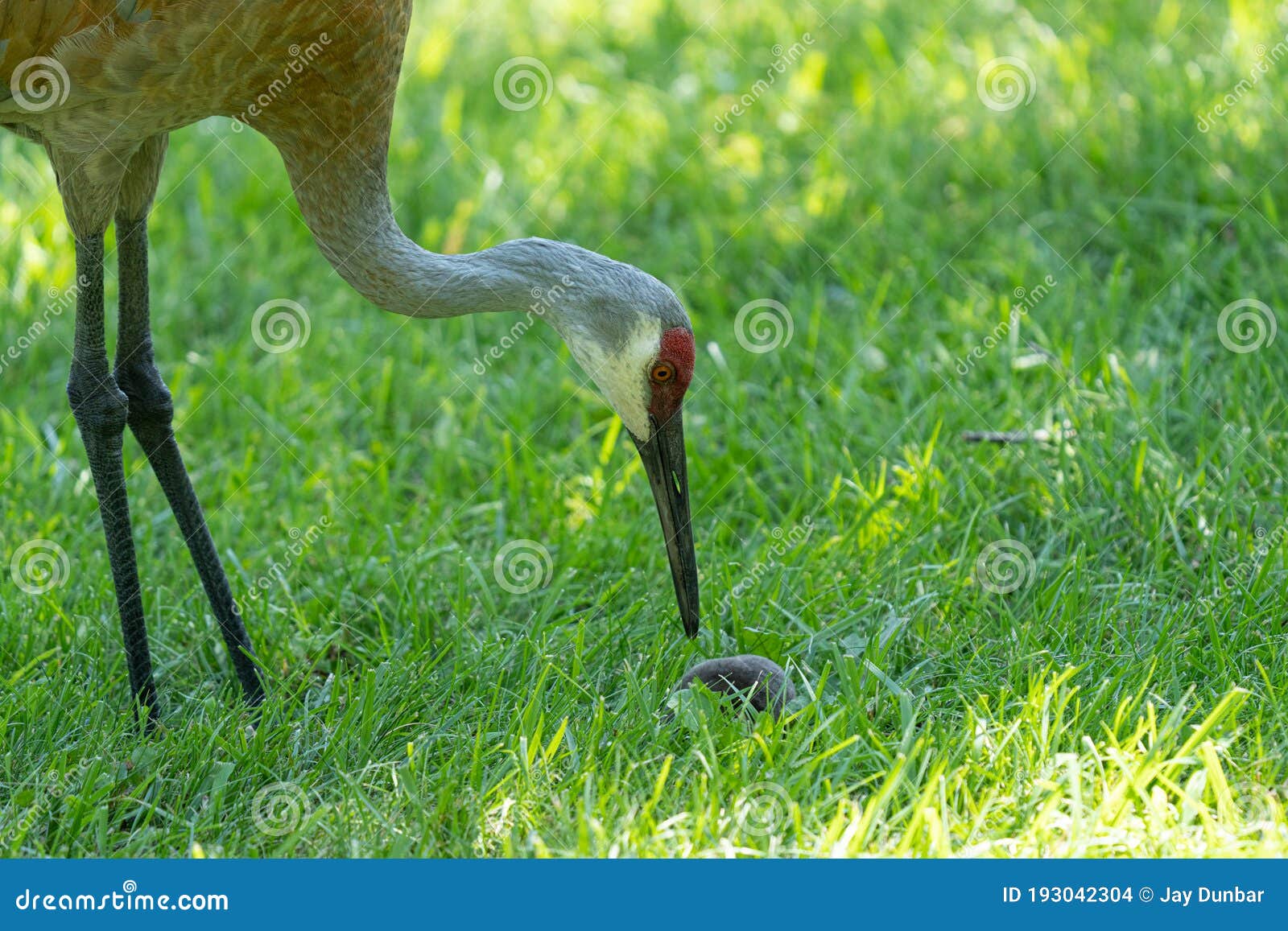 Sandhill Crane Food Web