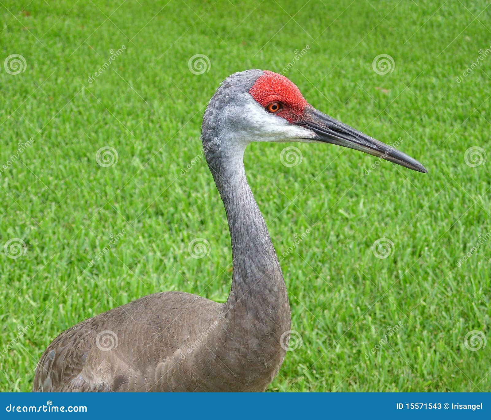 Sandhill crane close-up stock image. Image of natural - 15571543