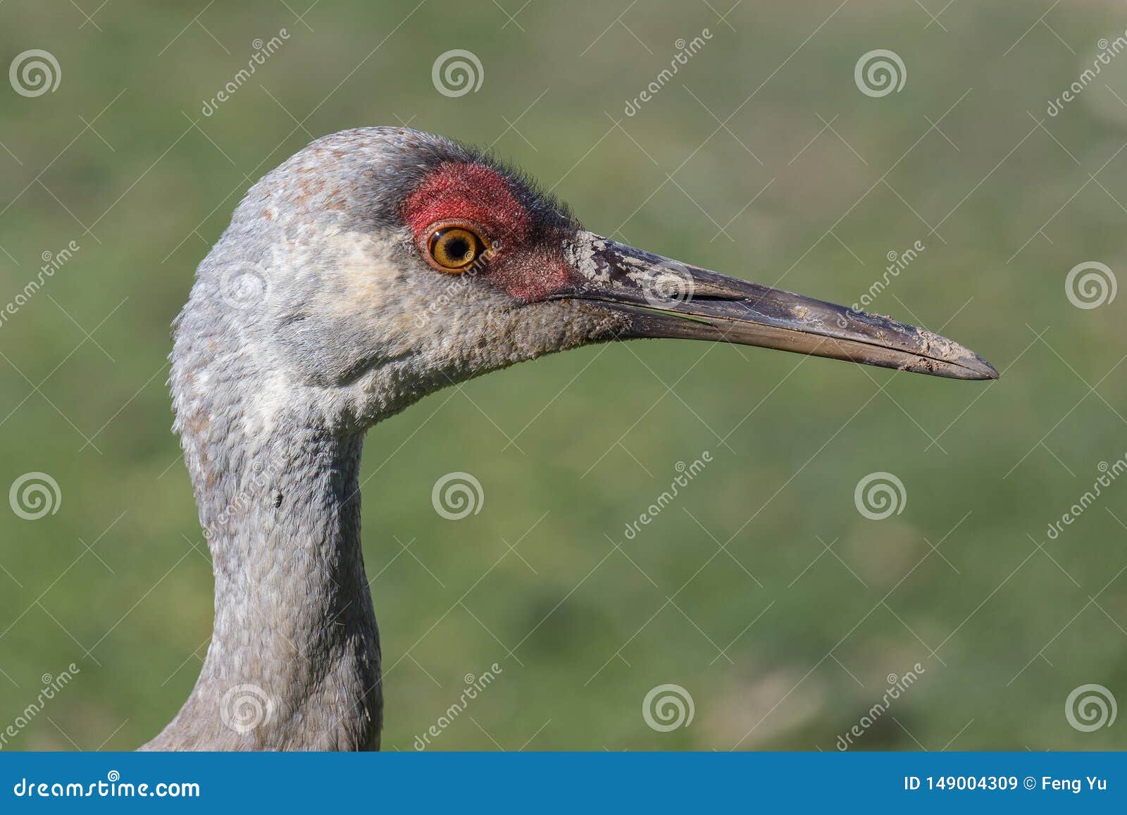 Sandhill crane head stock image. Image of head, vancouver - 149004309