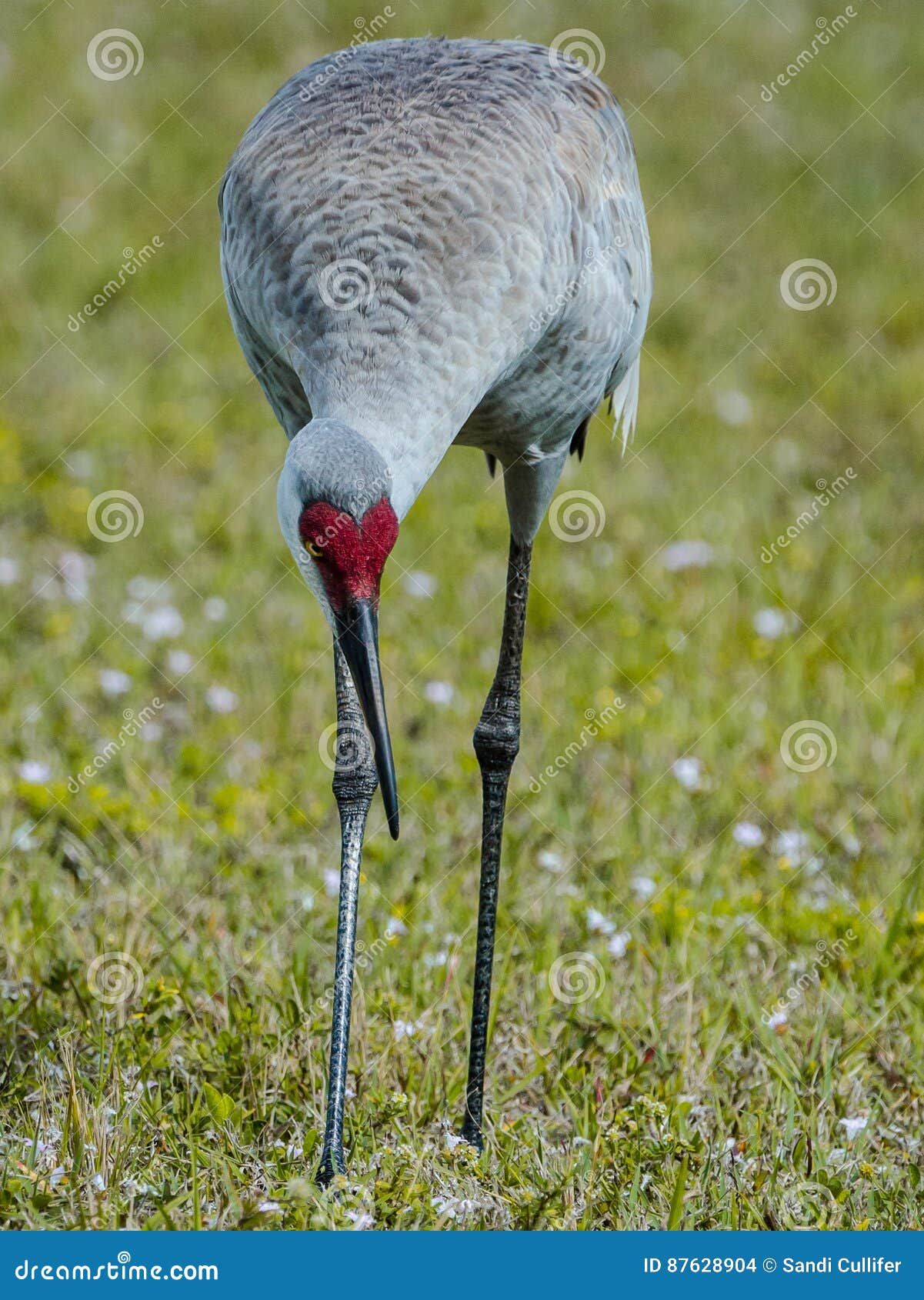 Sandhill Crane Heading this Way Stock Photo - Image of camera, legs ...
