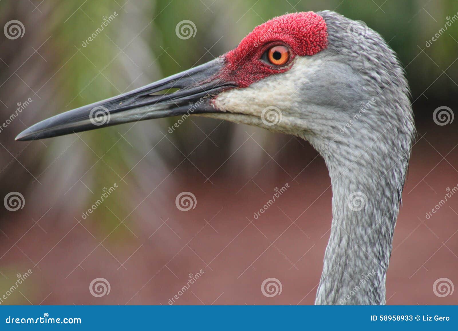 Sandhill crane stock image. Image of sandhill, sharp - 58958933