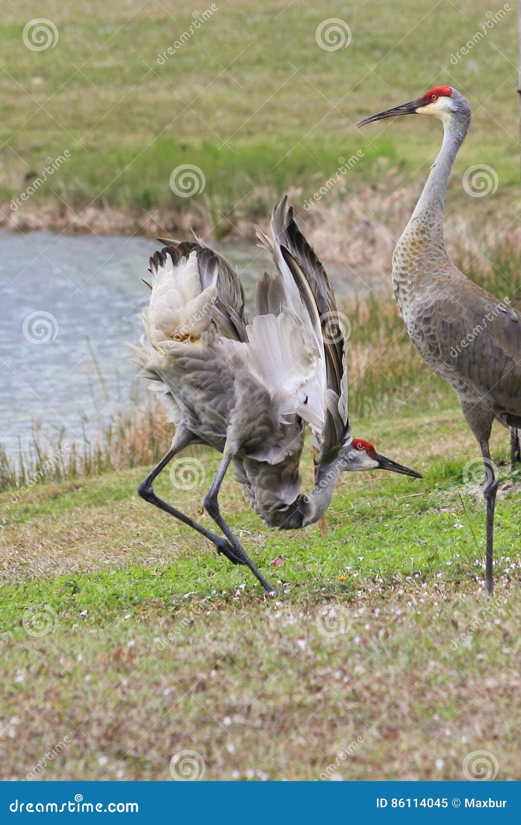 Sandhill Crane Mating Ritual Image stock - Image du brancher, grue ...