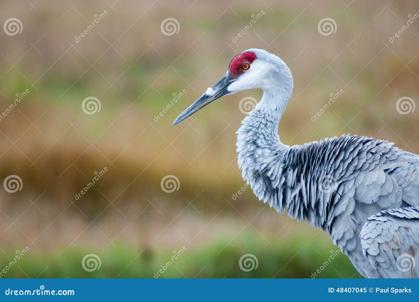 Sandhill Crane stock image. Image of autumn, wildlife - 48407045