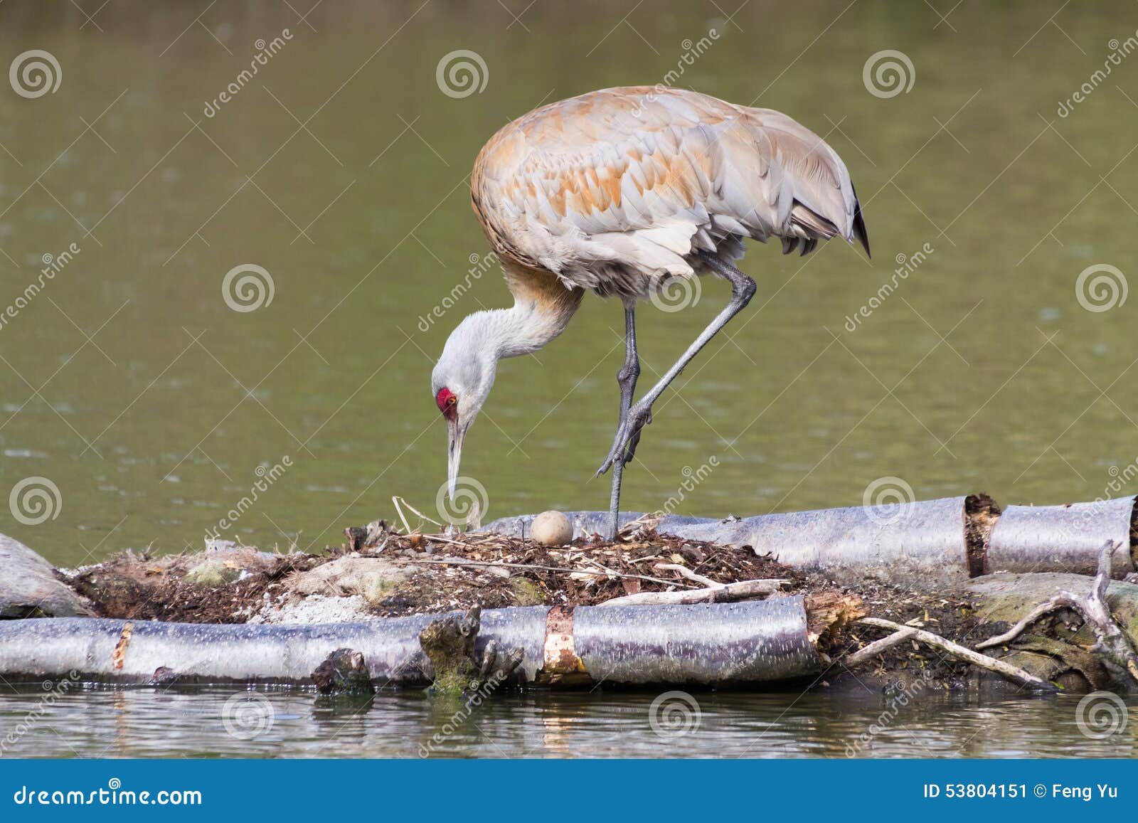 Sandhill crane stock image. Image of bird, nesting, wildlife - 53804151