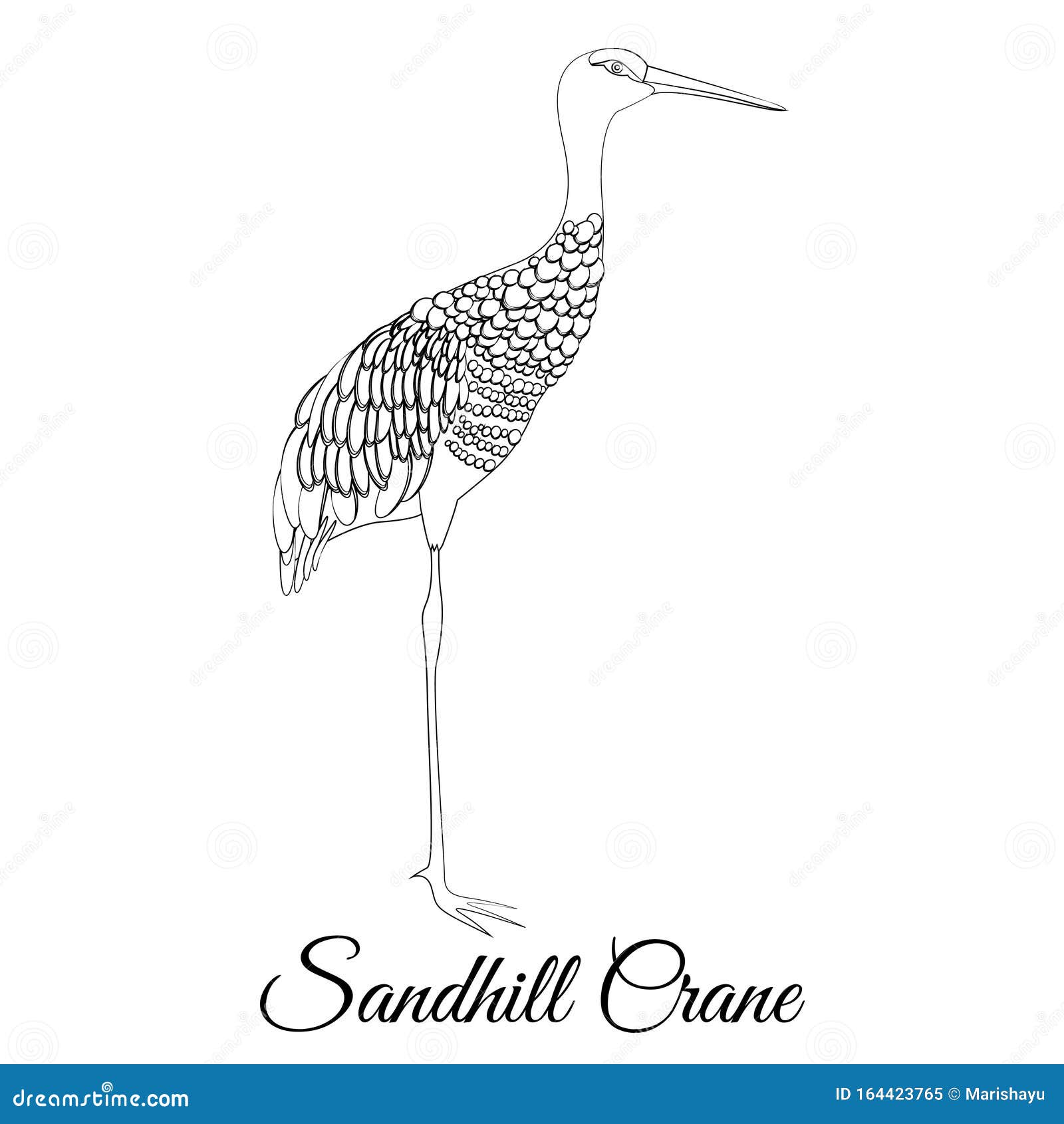 Sandhill Crane Outline Vector Coloring Stock Vector - Illustration of ...