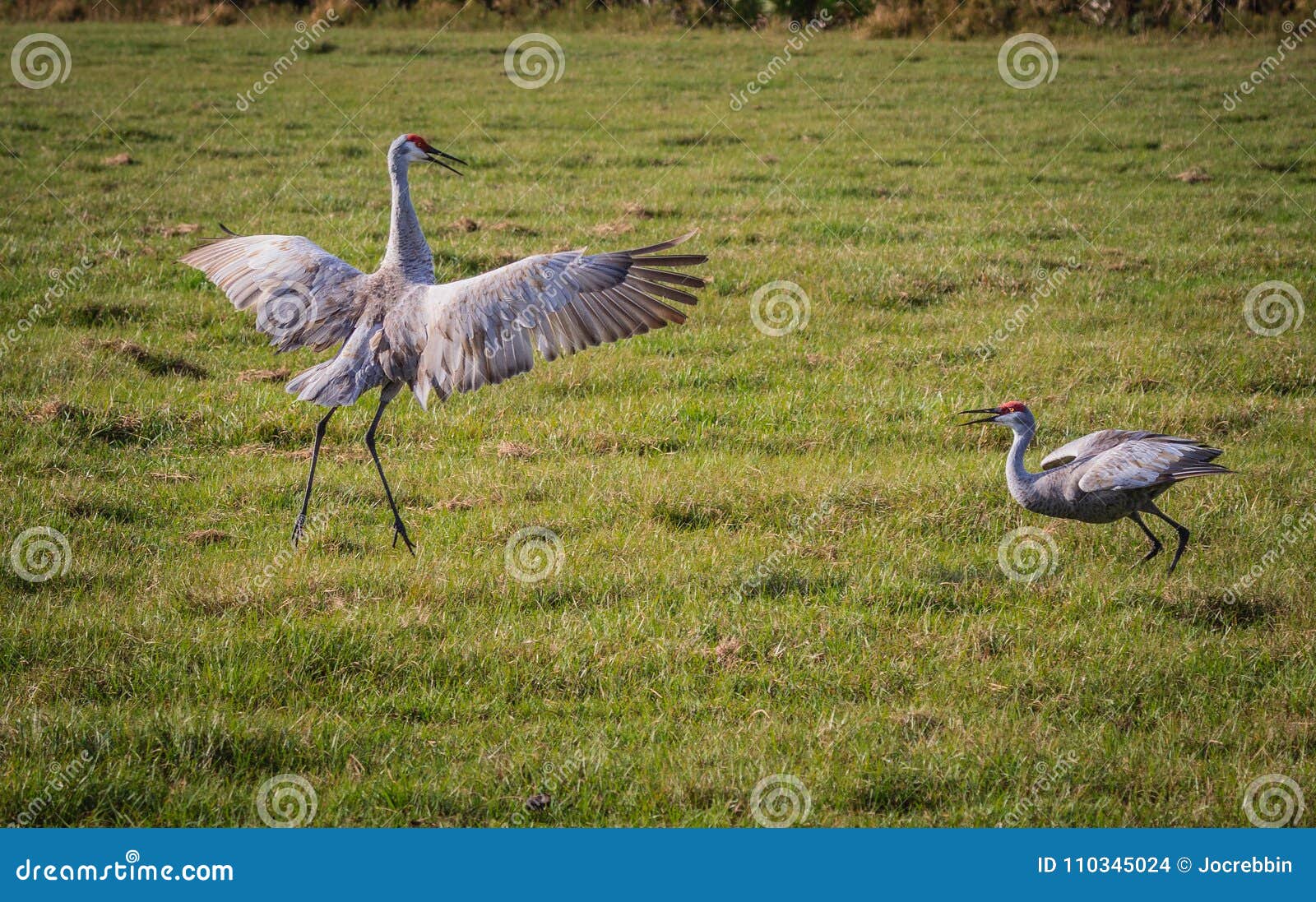 Sandhill Crane Pair Do Mating Dance Stock Photo - Image of mating, eyes ...
