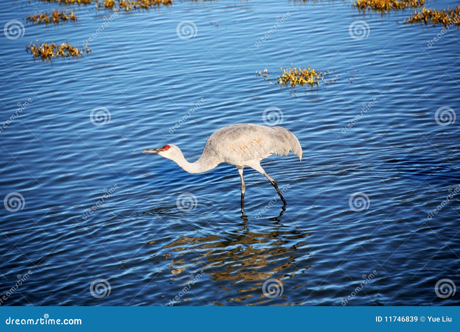 Sandhill Crane in river stock image. Image of environment - 11746839
