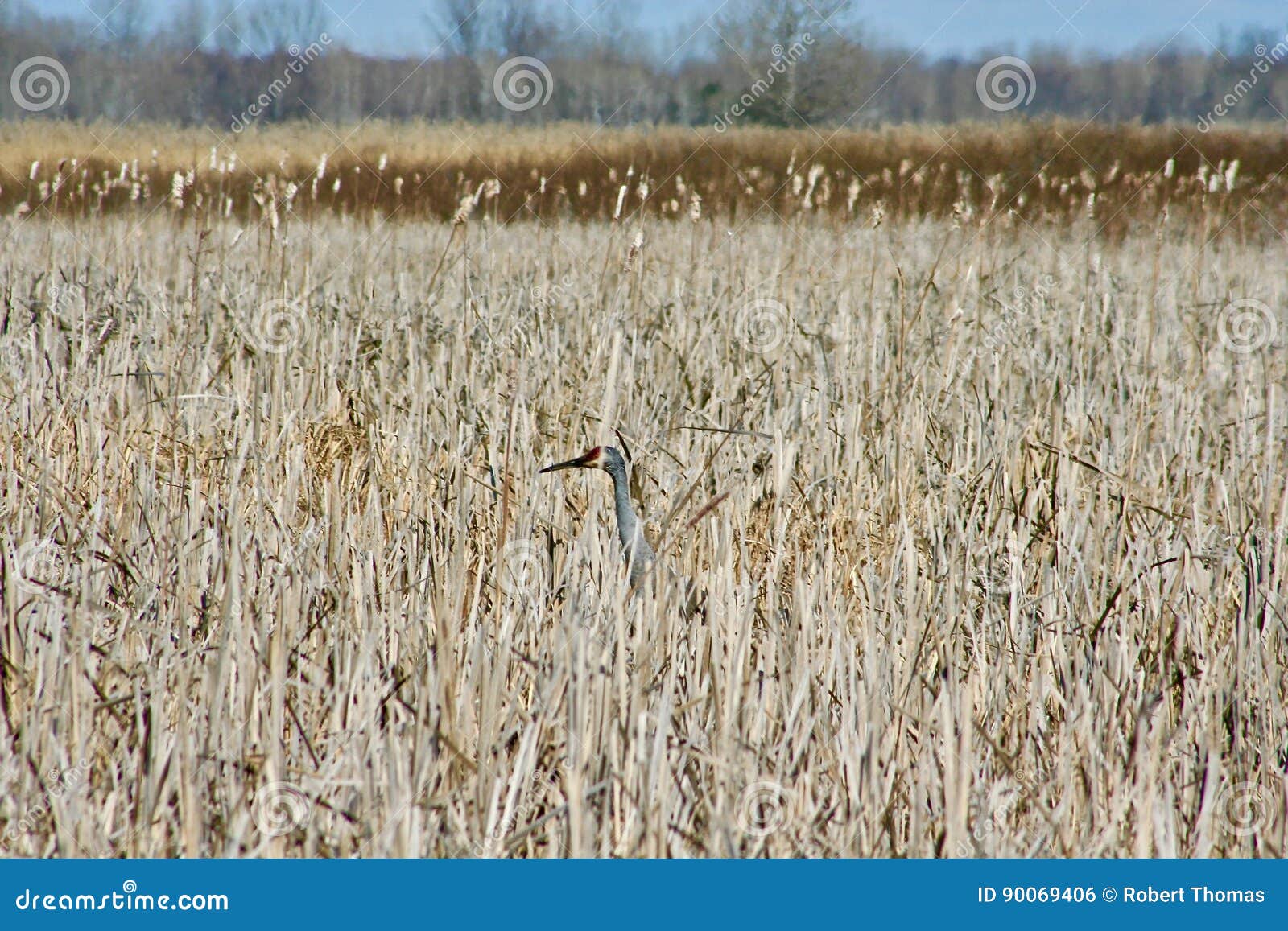 Sandhill Crane stock photo. Image of canadensis, grass - 90069406