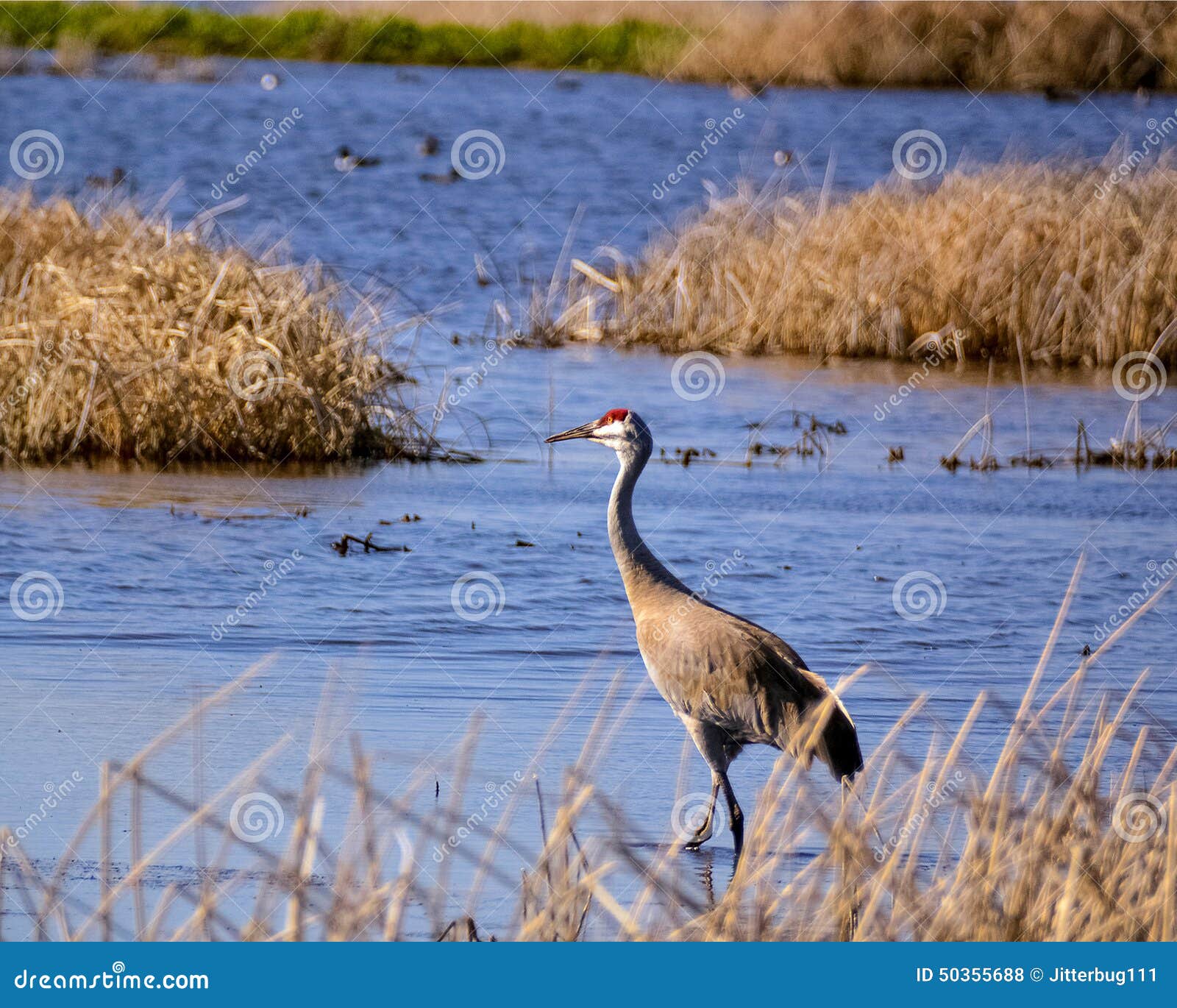 Sandhill Crane stock photo. Image of grass, walking, crane - 50355688