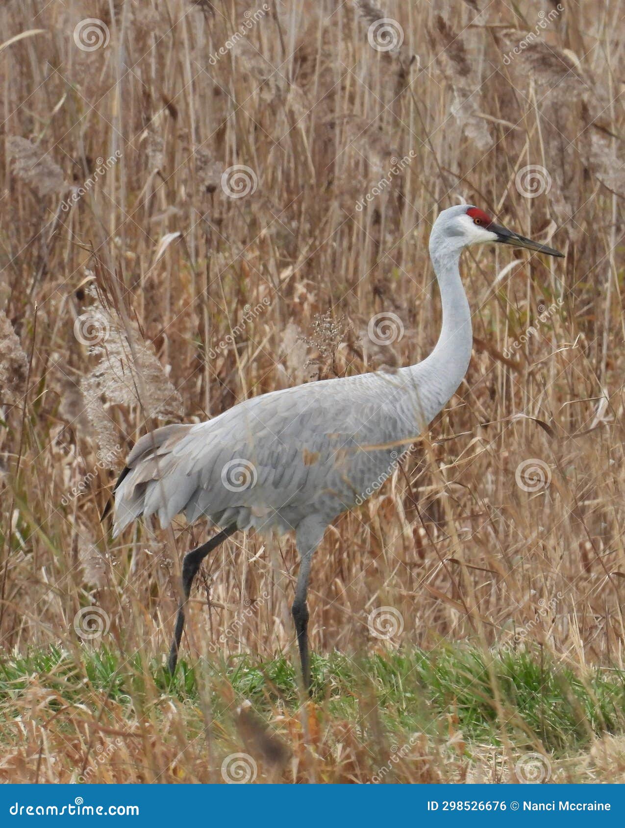 SandHill Crane Walking in Marsh Grass Habitat Stock Photo - Image of ...