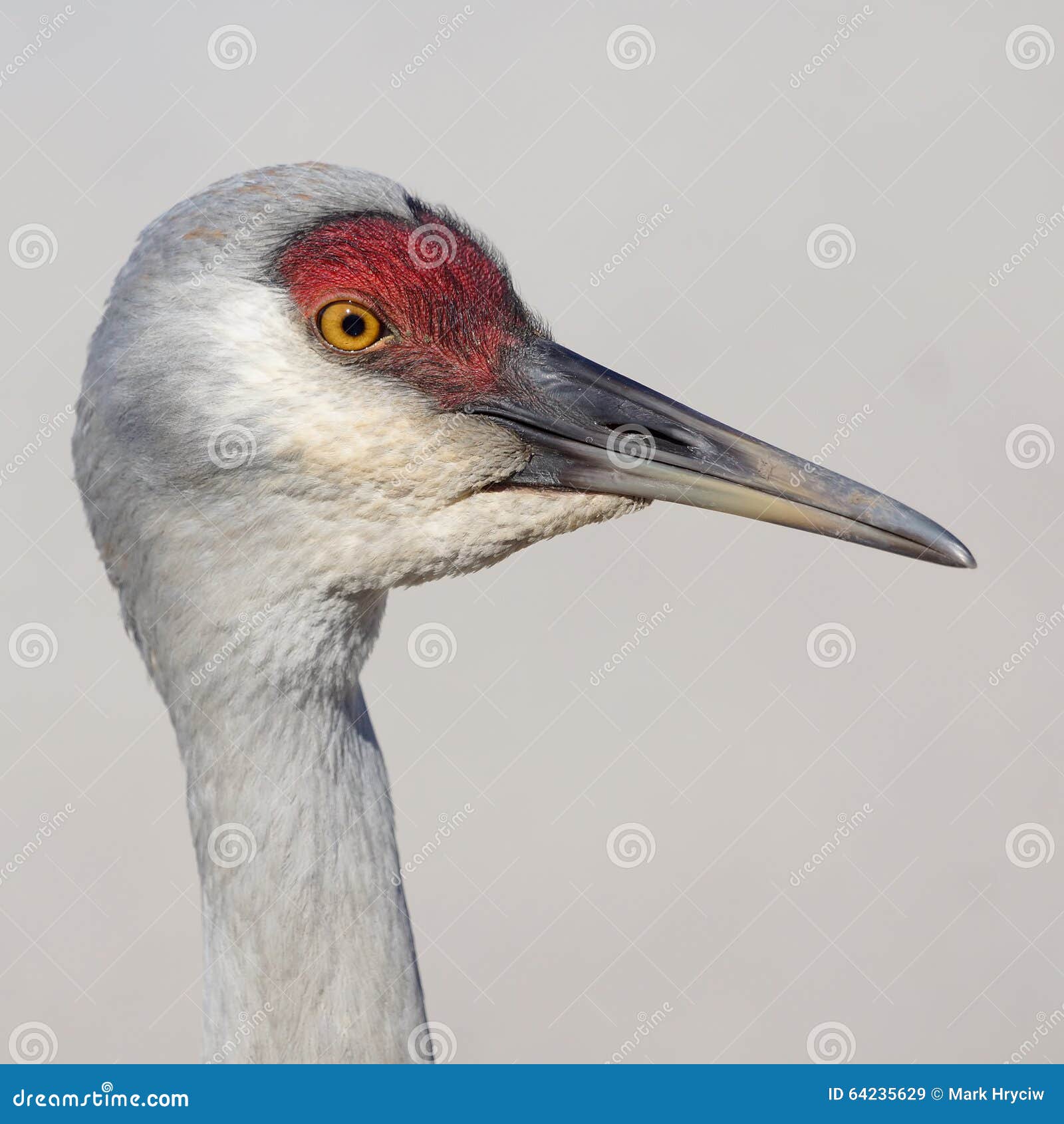Sandhill Crane stock image. Image of zoomed, head, isolated - 64235629
